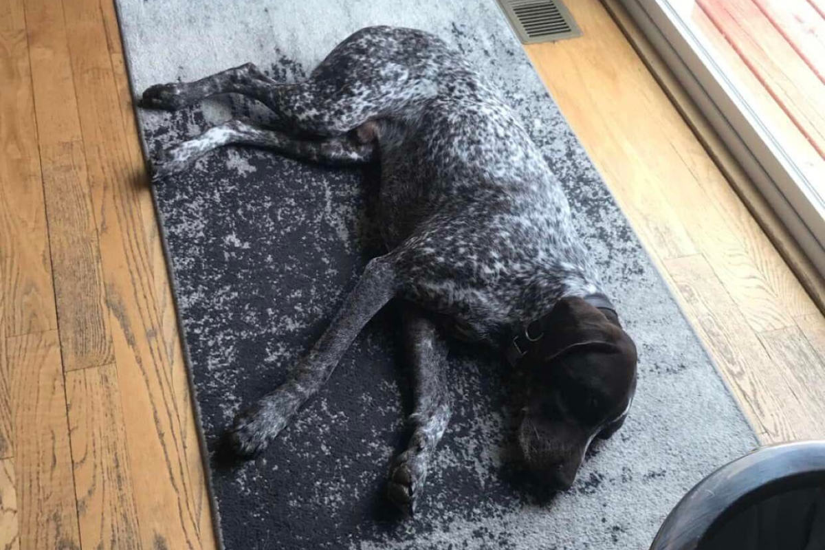 Pup Perfectly Blending Into Rug Blows Internet's Mind: 'What Dog ...