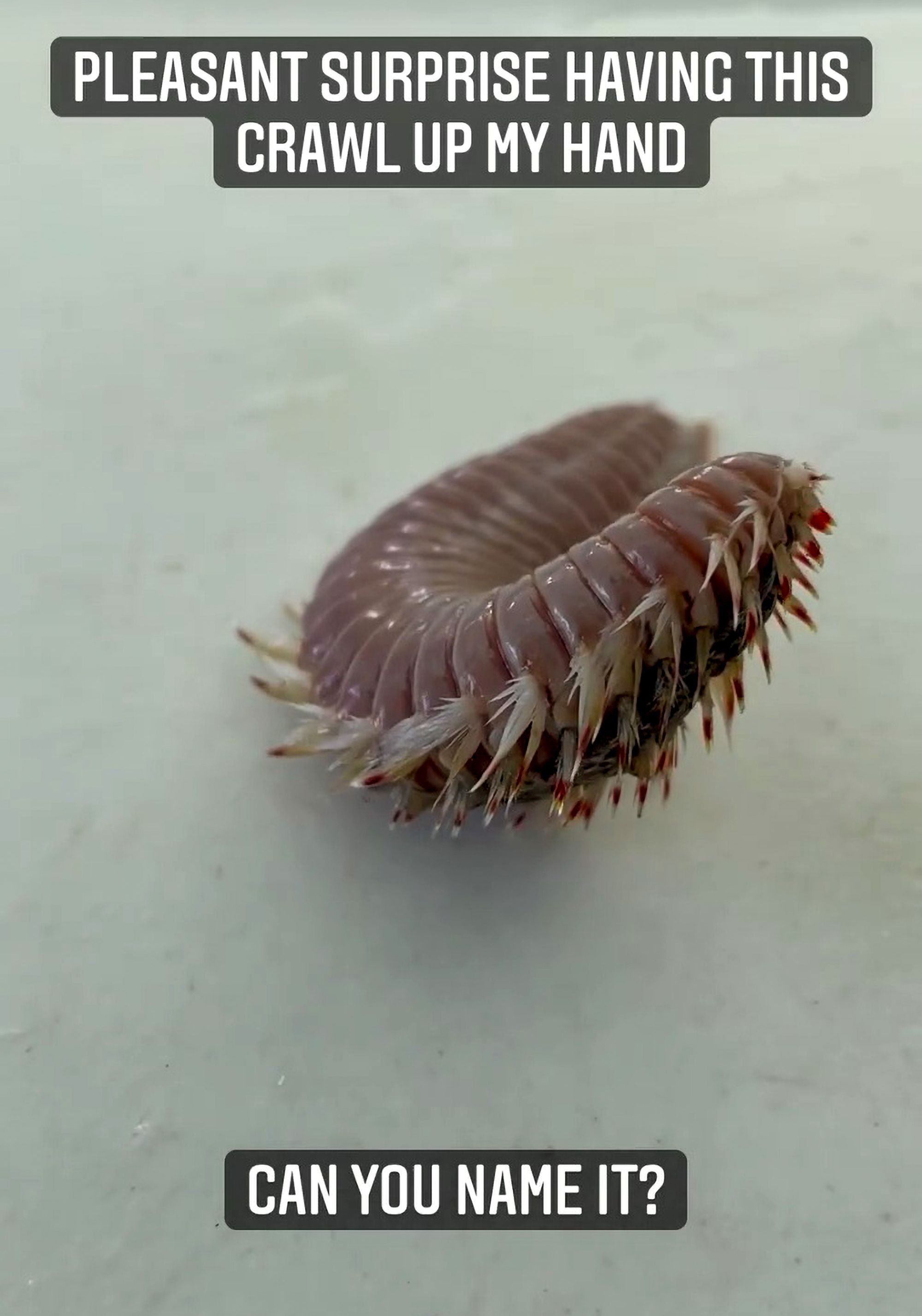 Watch: Fisherman Shows Off Ocean Beauties, Creepy Crawlies - Newsweek