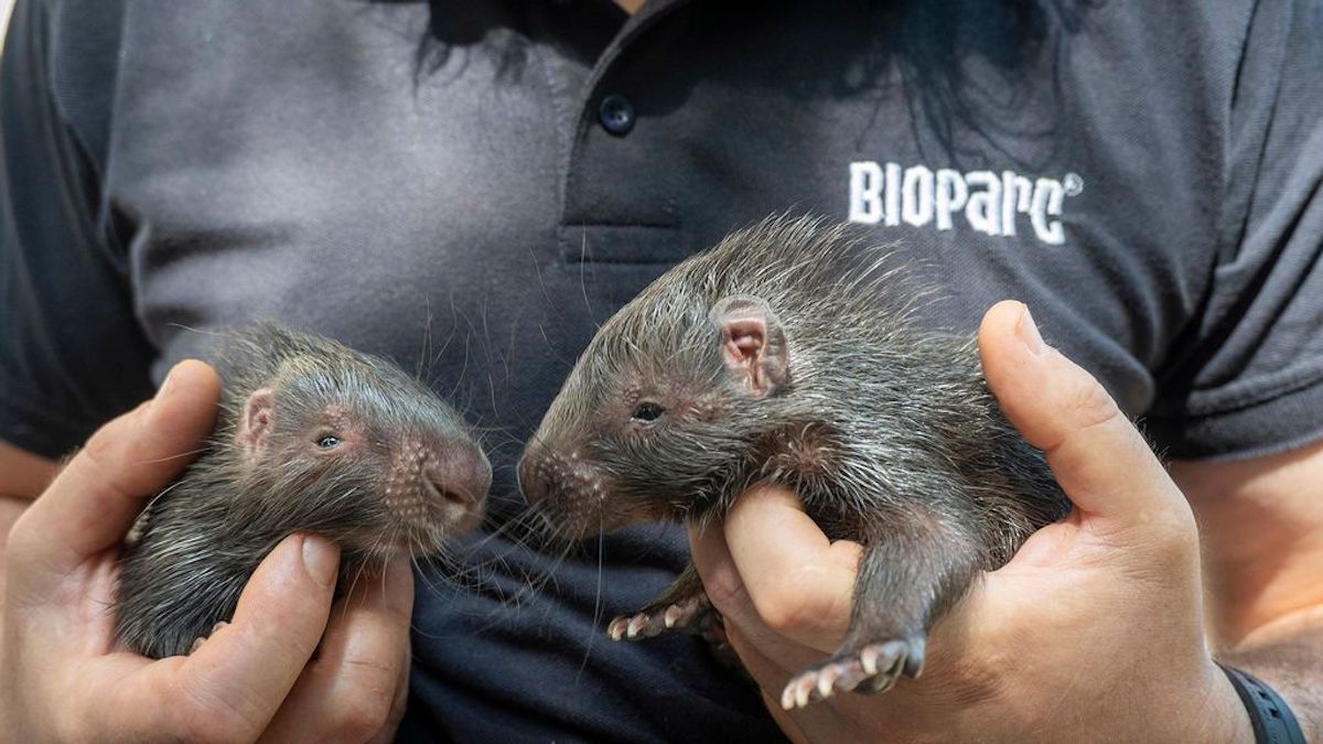Baby African Porcupine