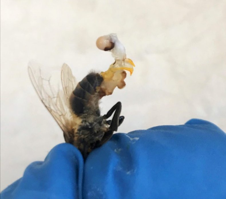 Bees Ejaculating Themselves To Death In Heat Waves Viral Story Explained
