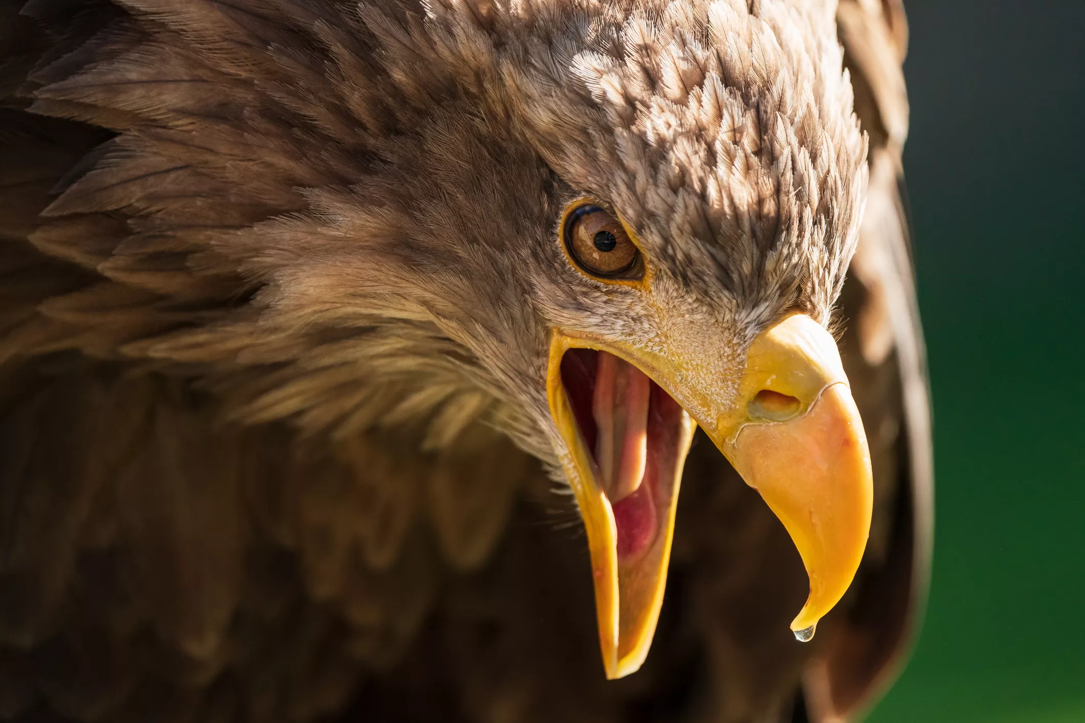 Golden Eagle Attacking