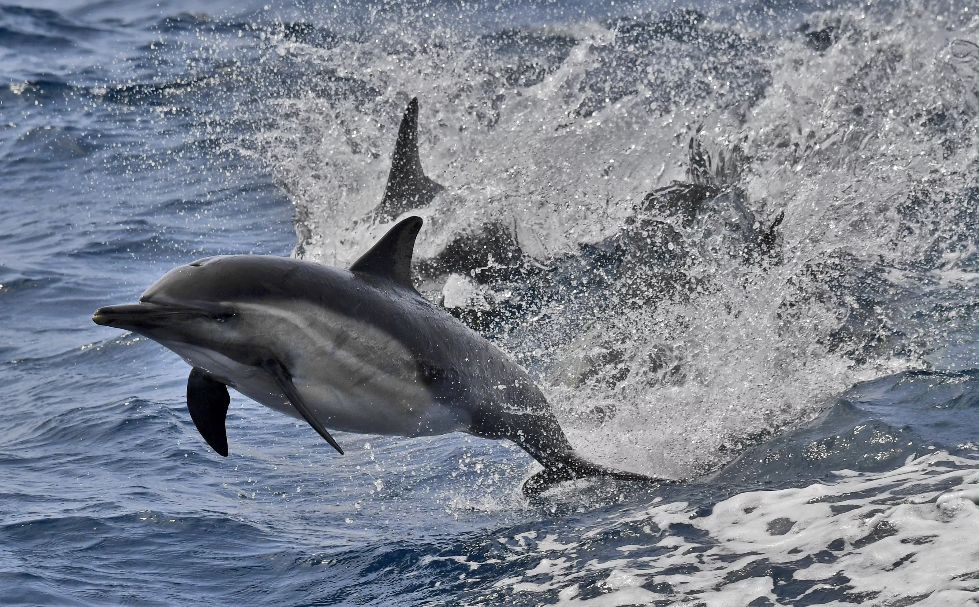 Black Bottlenose Dolphin