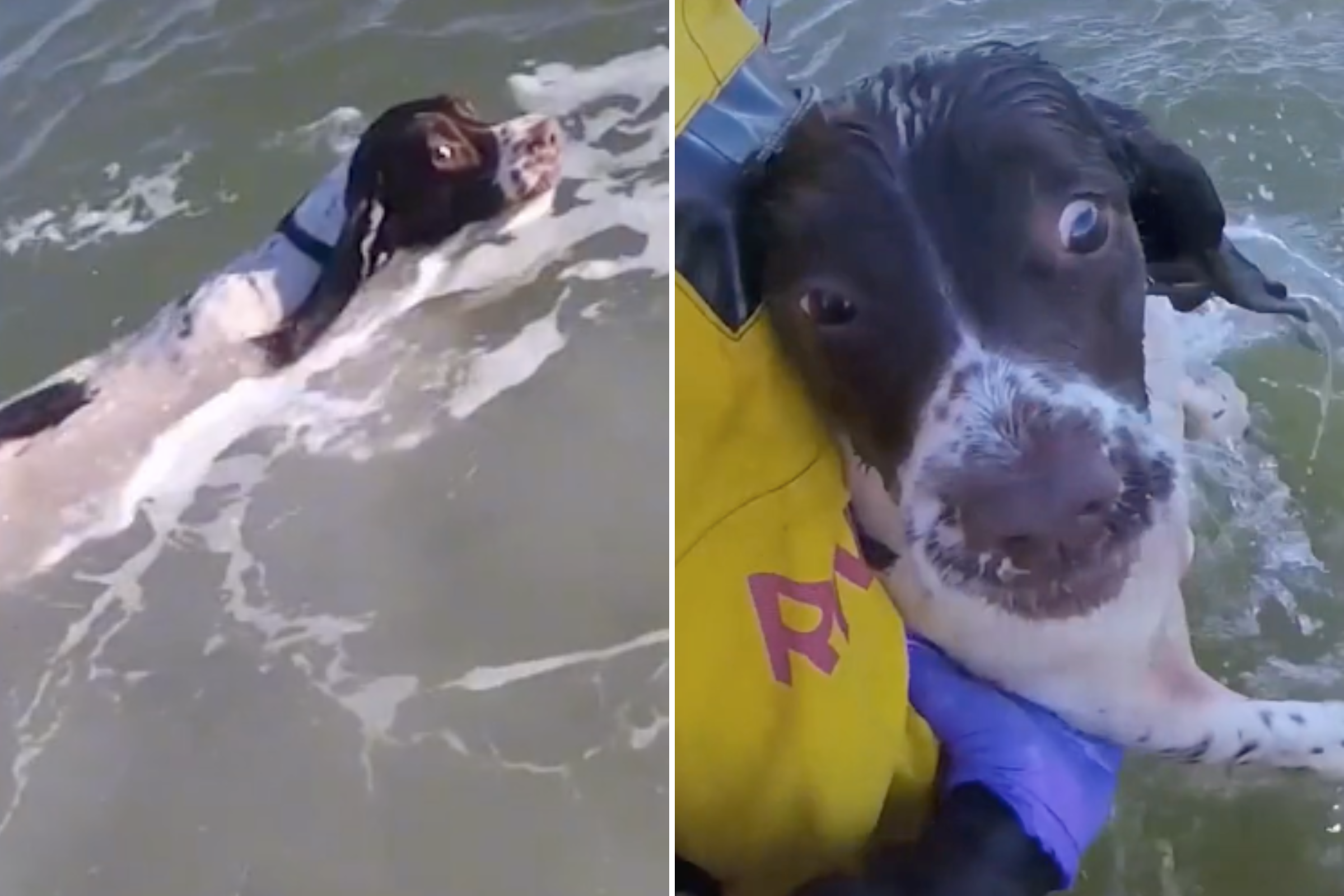 Watch Lifeboat Crew Save Spaniel After She Chased Seagulls Into Ocean ...
