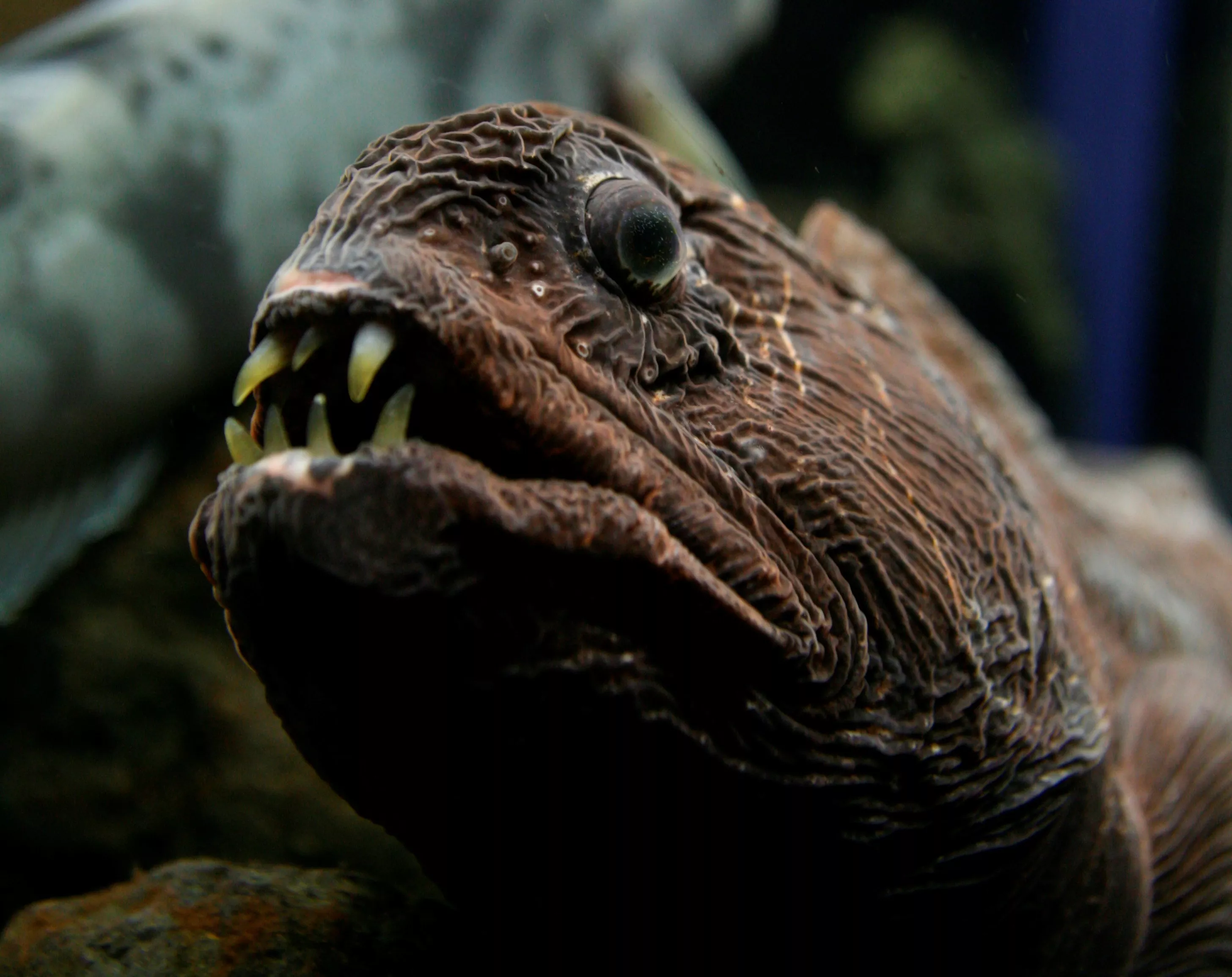 Wolf Trap Anglerfish