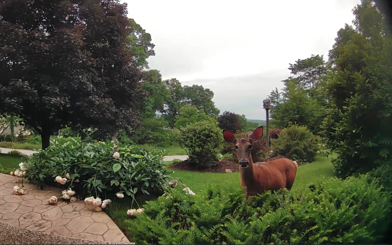 Video Shows Deer's Hilarious Reaction After Getting Caught Eating ...