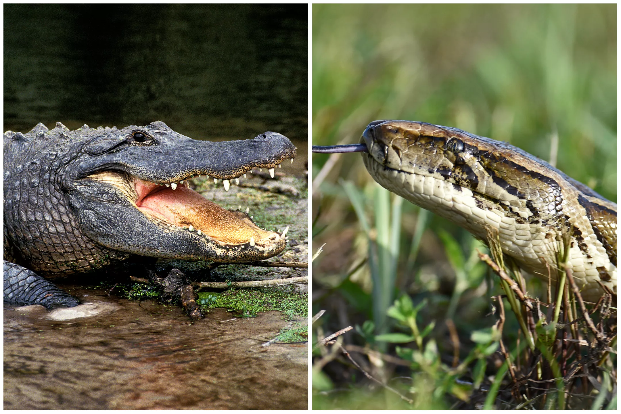 Alligator Eating Snake Burmese Python