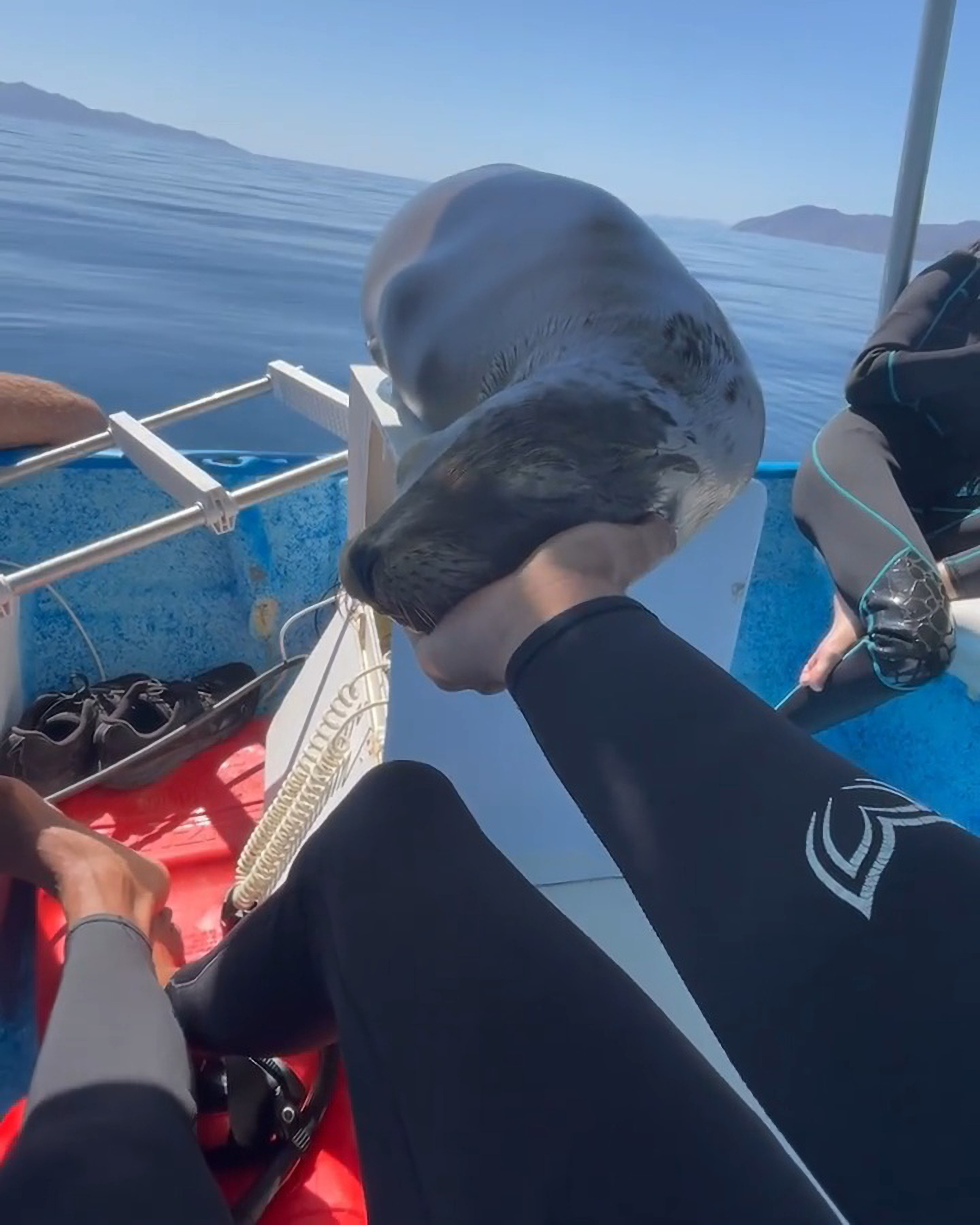 See the Moment a Yawning Sea Lion Hops Onto Divers' Boat for Nap - Newsweek