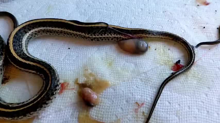Newborn Baby Snake