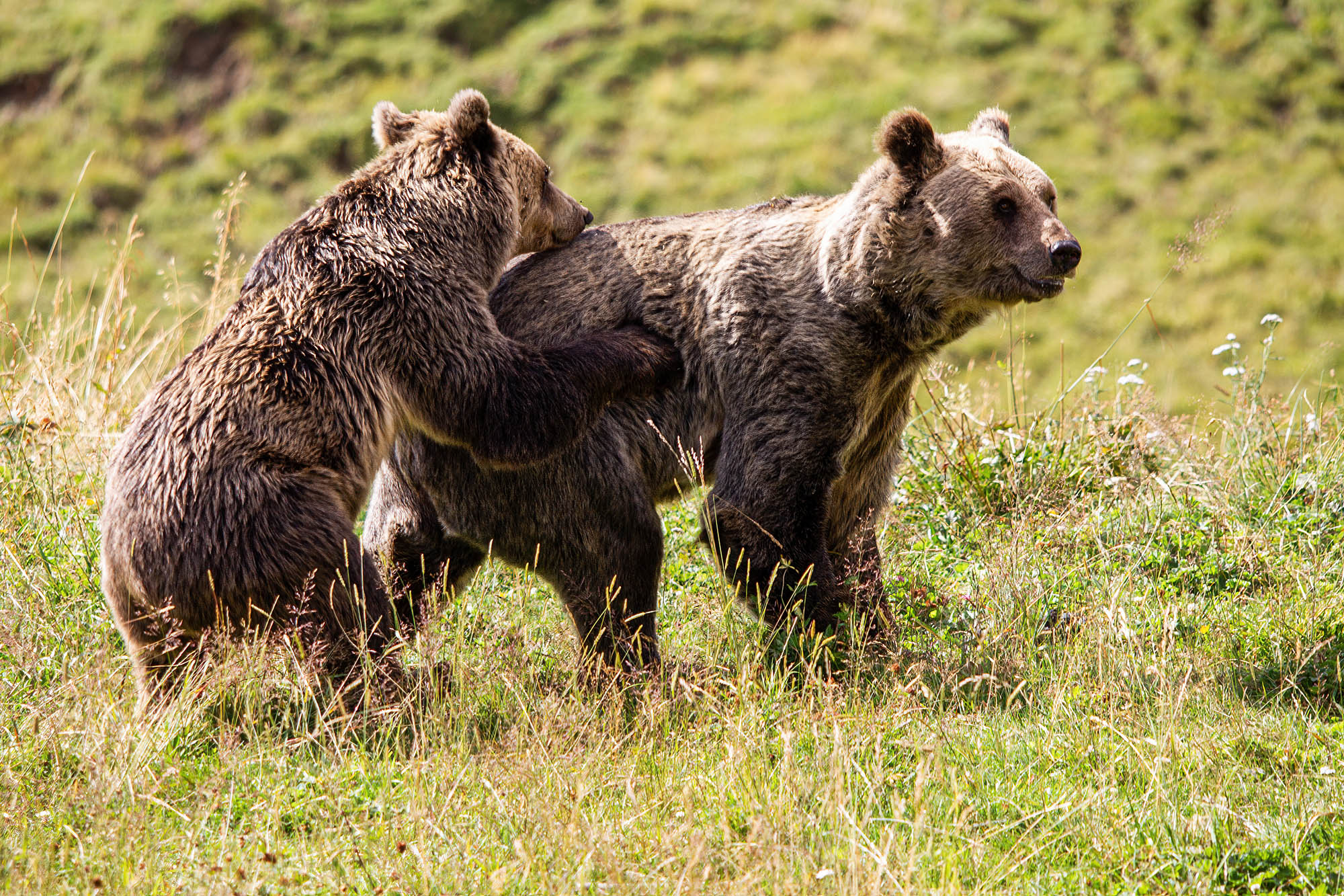 Watch Adorable Bear Siblings Reunite After Months Apart - Newsweek