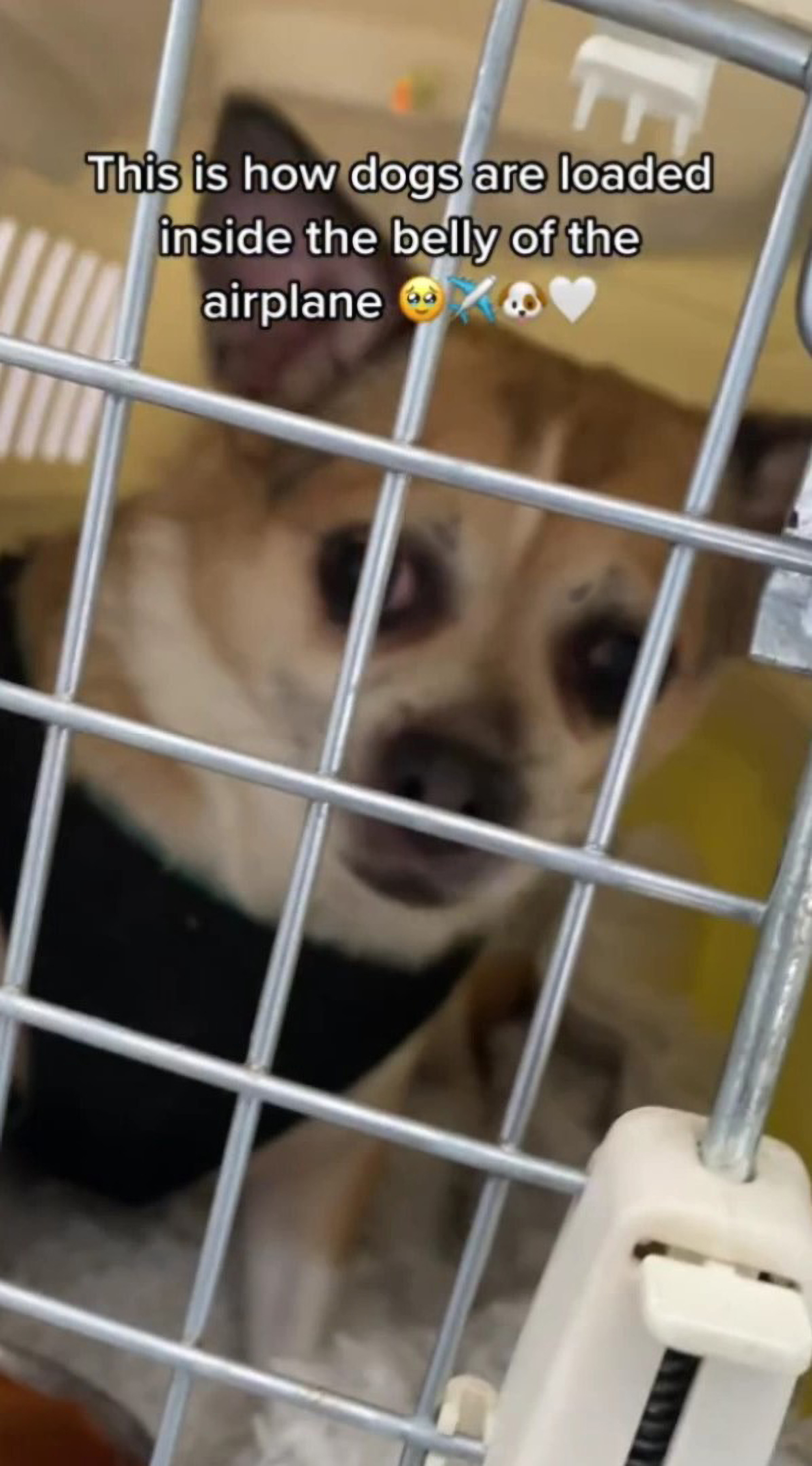 Airport Worker On TikTok Shows How Dogs Are Loaded Onto Planes Newsweek