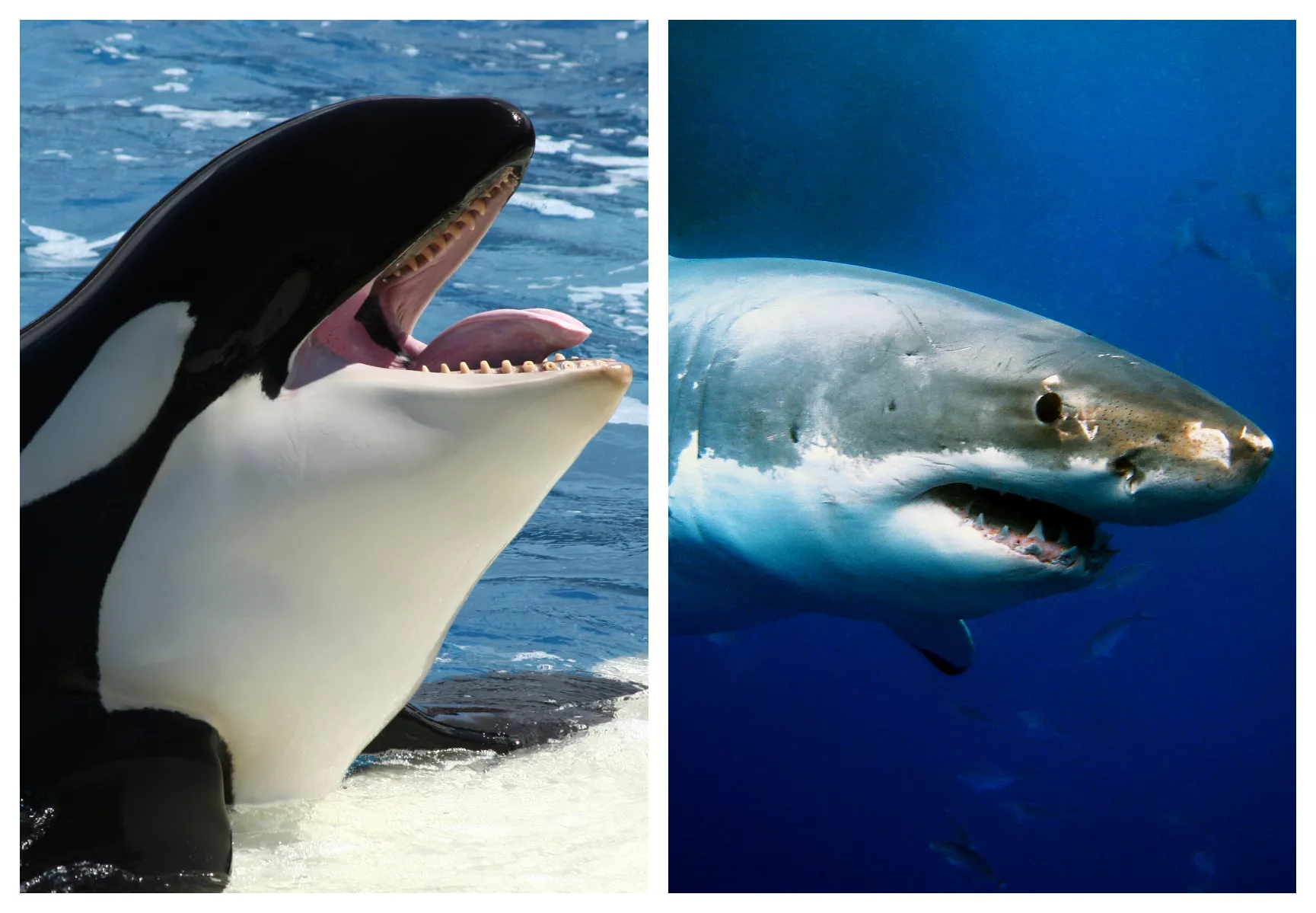 Megalodon Shark Compared To Killer Whale