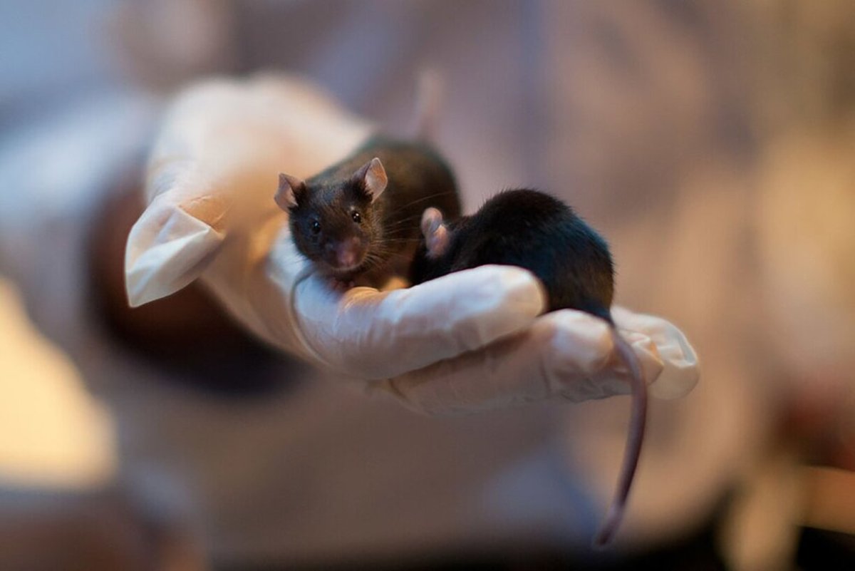 How Scientists Successfully Reversed Alzheimer's in Mice - Newsweek How Scientists Successfully Reversed Alzheimer's in Mice - Newsweek