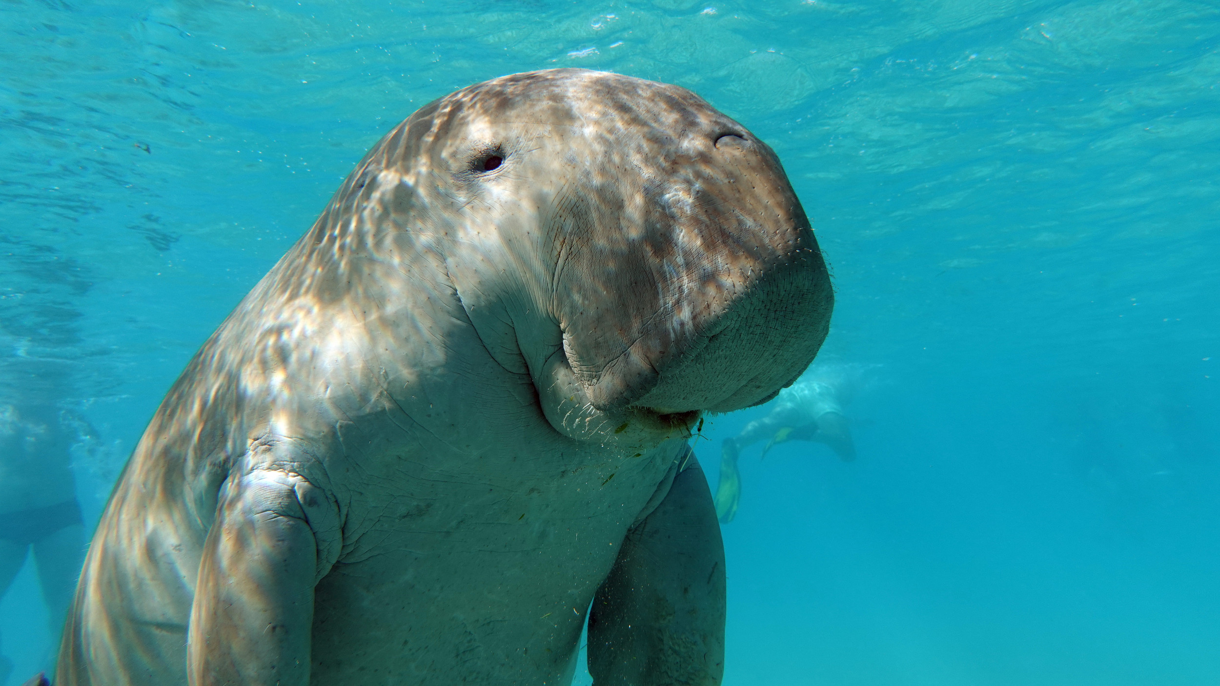Dugongs