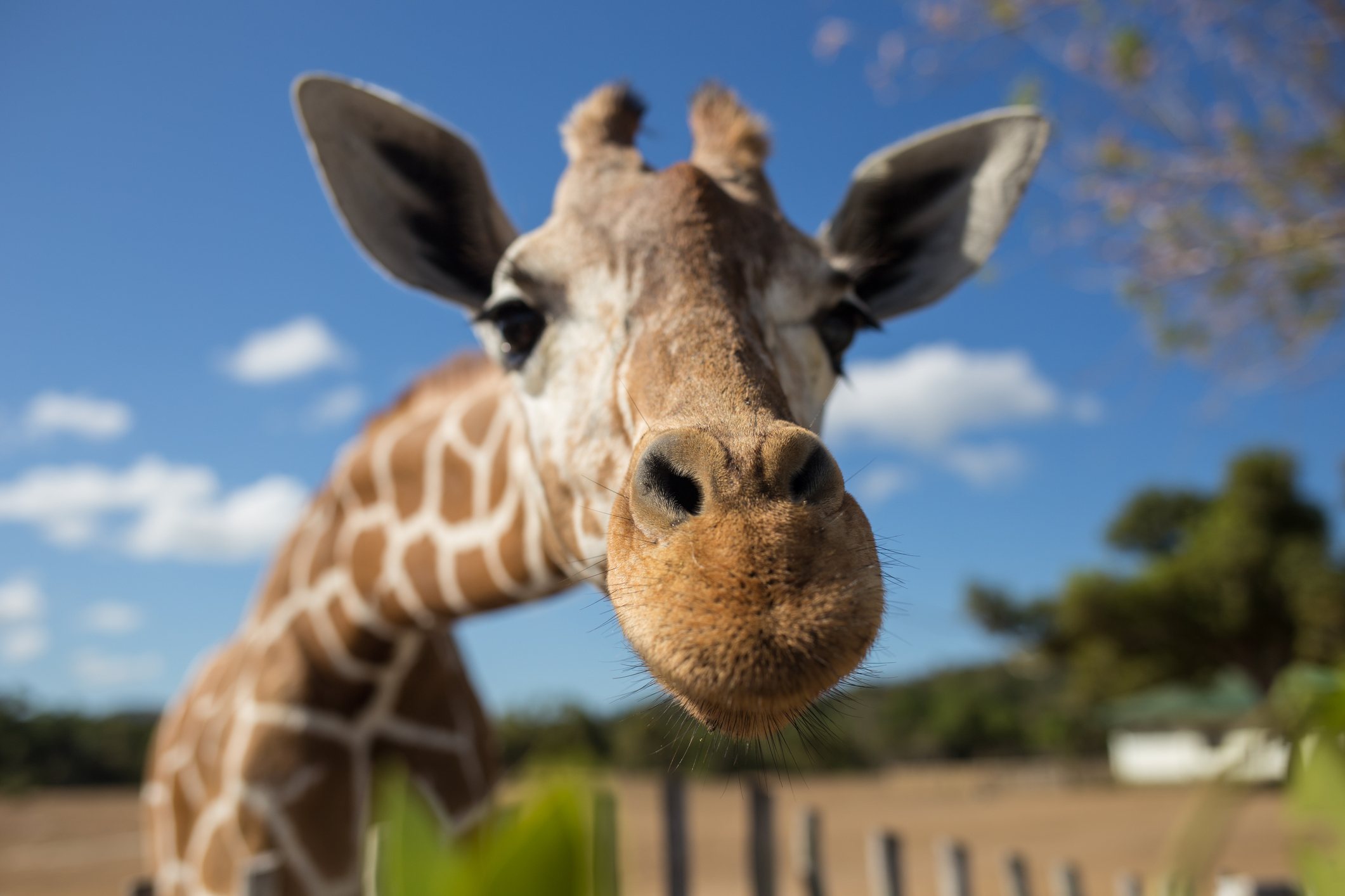 Watch As Giraffe Feeding Goes Wrong in Hilarious Clip: 'Slobber ...