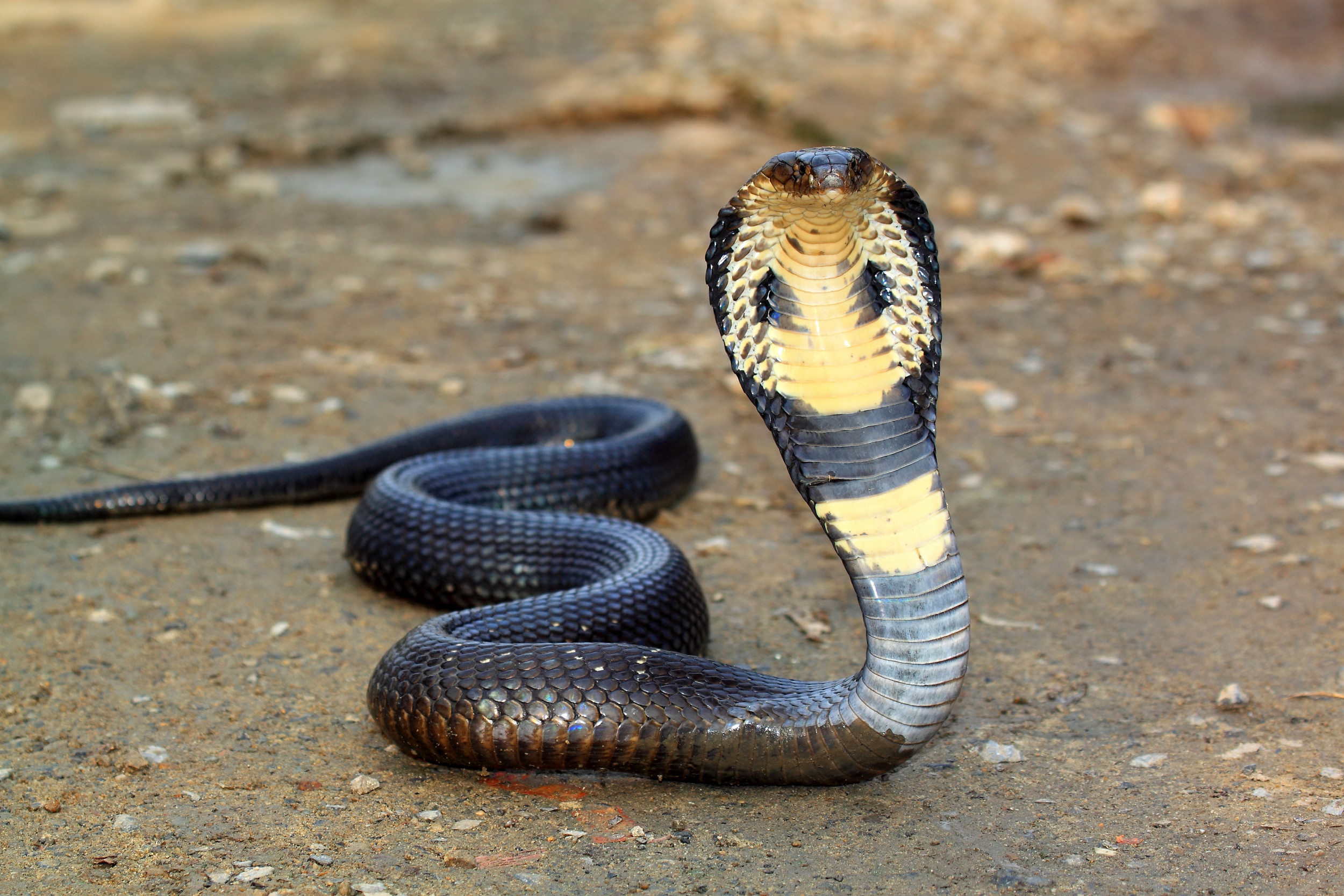 Man Has Revenge By Biting Venomous Snake To Death After It Attacked Him Man Has Revenge By Biting Venomous Snake To Death After It Attacked Him