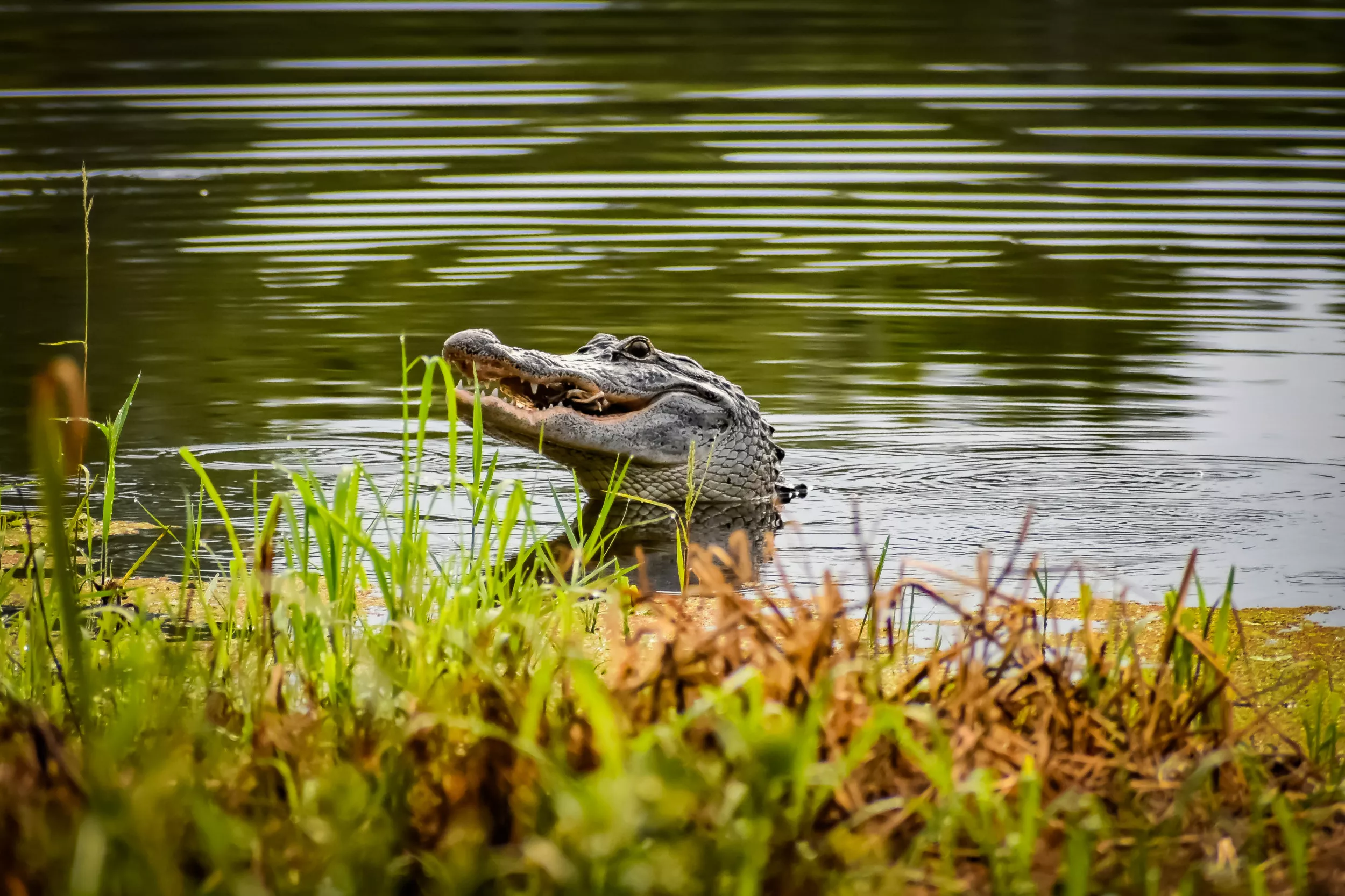 Alligator Lake