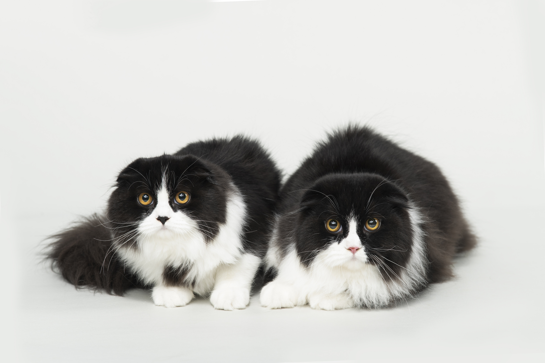 Cat and His Lookalike 'Buddy' Go Viral as They Walk Back Home Side-By ... Cat and His Lookalike 'Buddy' Go Viral as They Walk Back Home Side-By ...