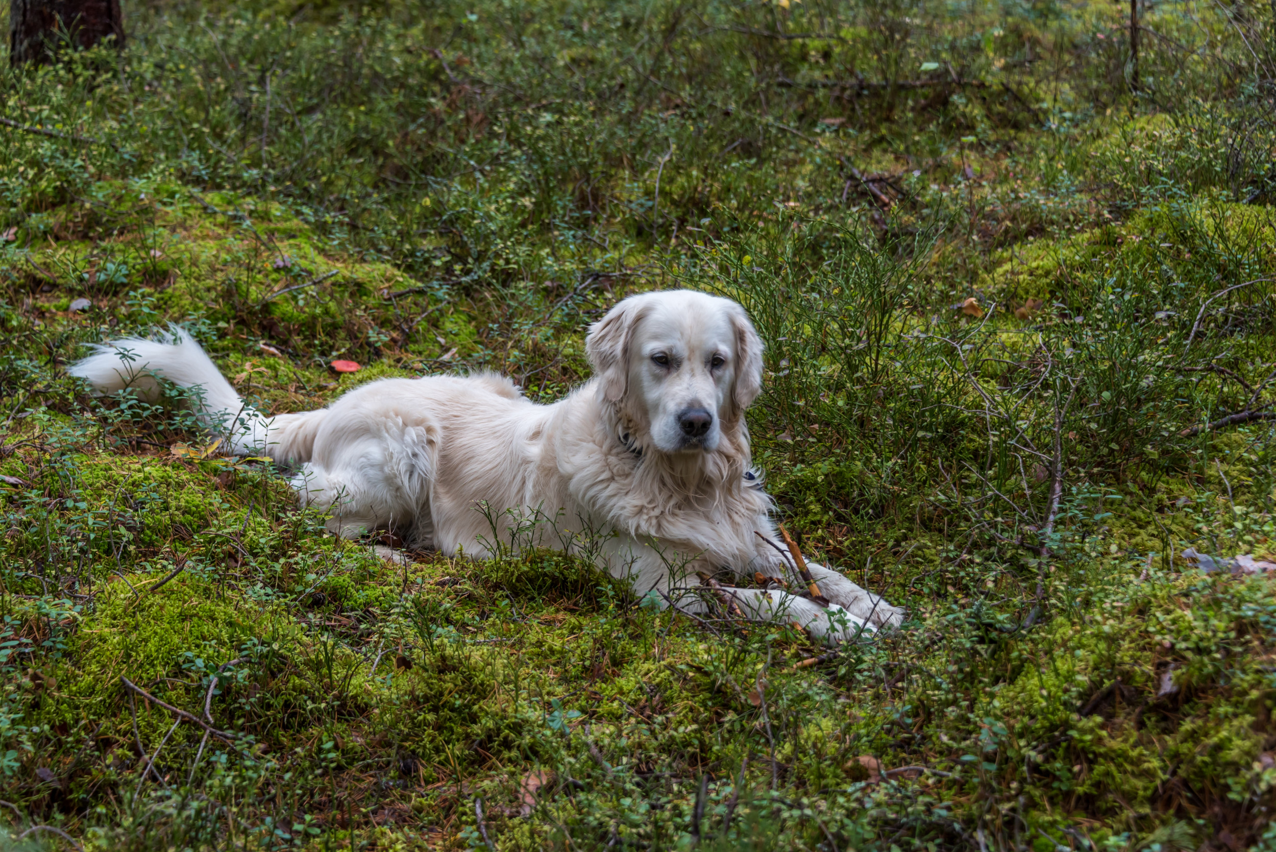 Video of 'Unathletic' Dog on Vacation With Hiking Family Branded ...