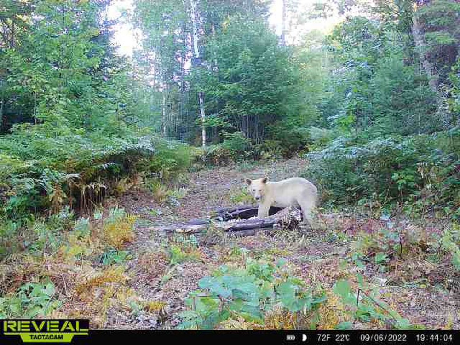 One-in-a-Million White Spirit Bear Seen in Michigan: 'Sign of Great ...