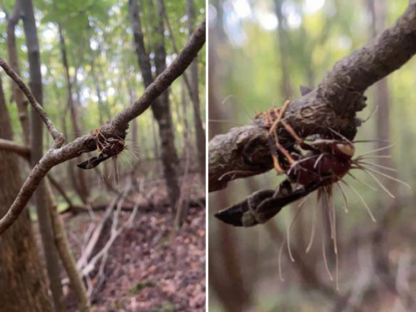 Zombie Wasp Pictured After Parasitic Fungi Took Over Its Body - Newsweek