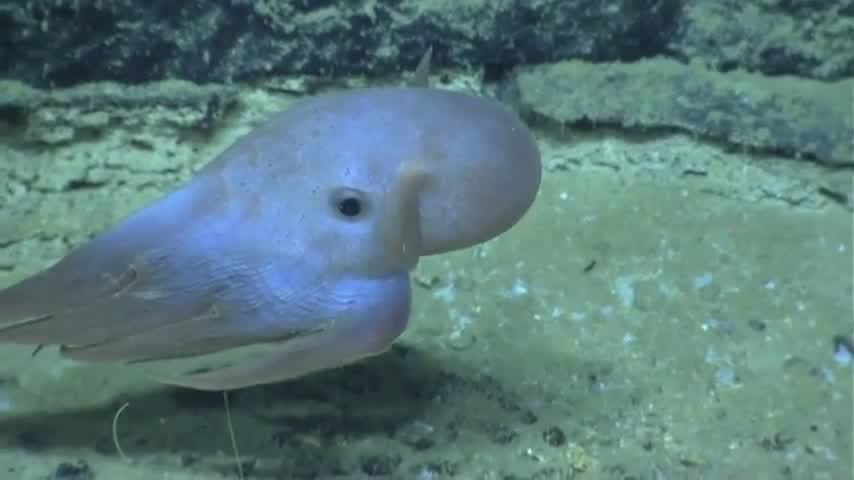 Dumbo Squid Gif