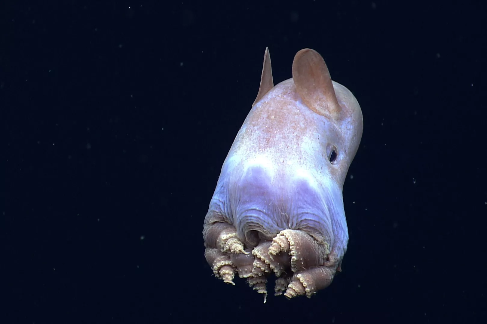 Dumbo Octopus