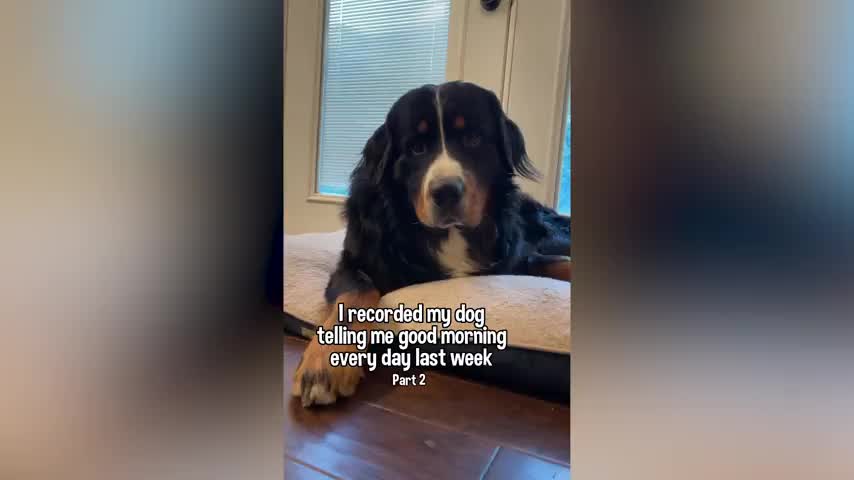 Have A Good Week Dog