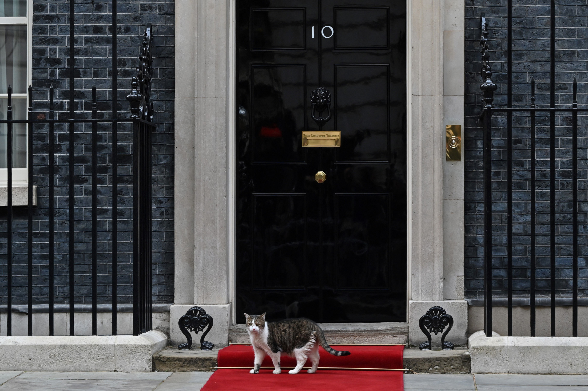 Video Showing Downing Street Cat 'Larry' Chasing Fox Away Goes Viral ...