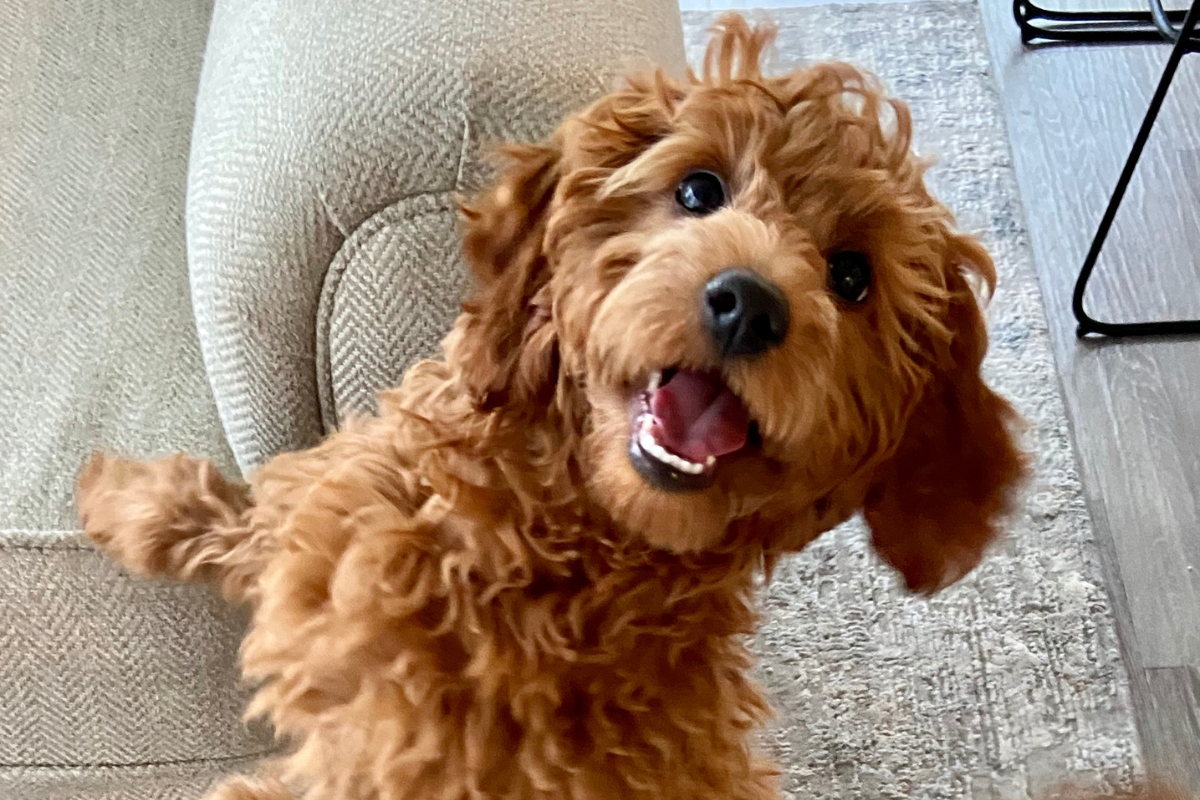 Joy as Labradoodle Dances to 'Happy' with Family on Hind Legs - Newsweek