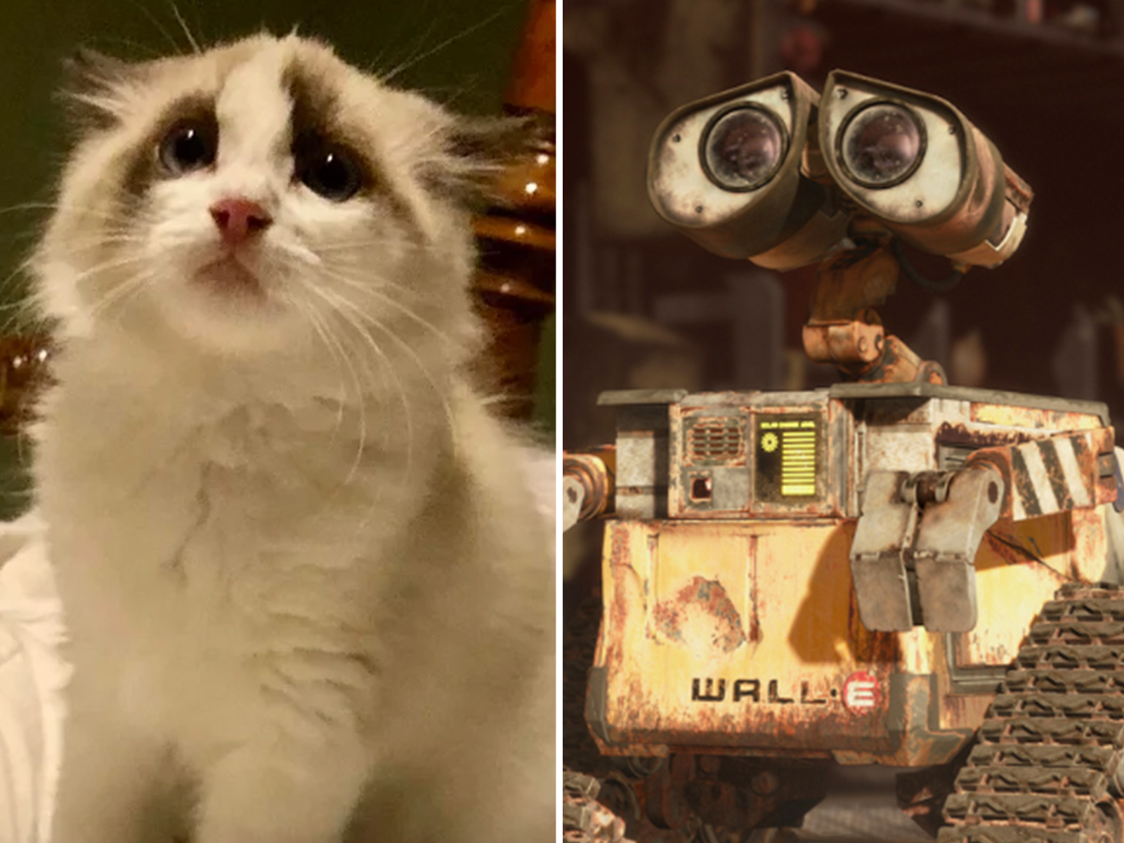 People Are Obsessed With This Cat That Looks Just Like WALL-E - Newsweek