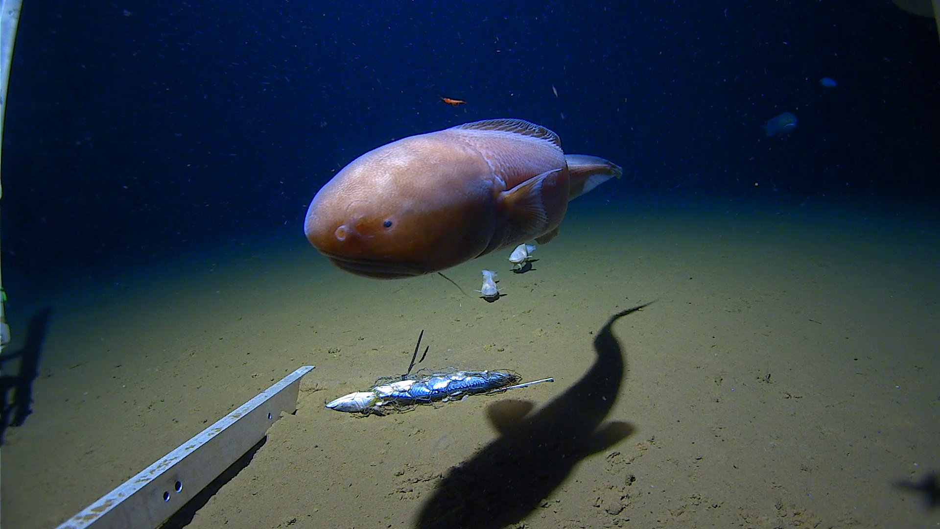 Human Descends to Epicenter of Japan's Devastating Megaquake for First ...