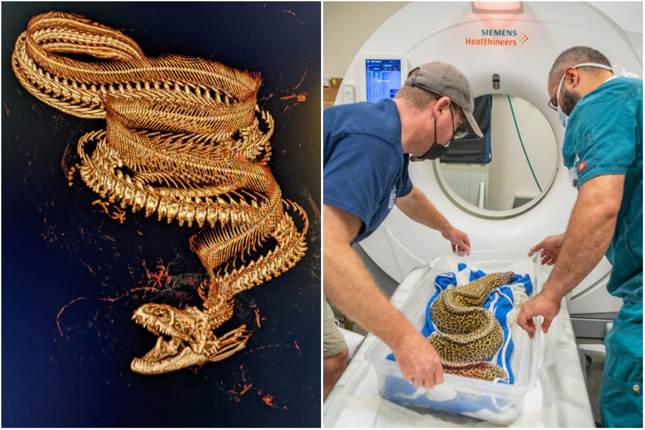 Crazy Pictures Show 30-Year-Old Leopard Eel Having a CT Scan - Newsweek