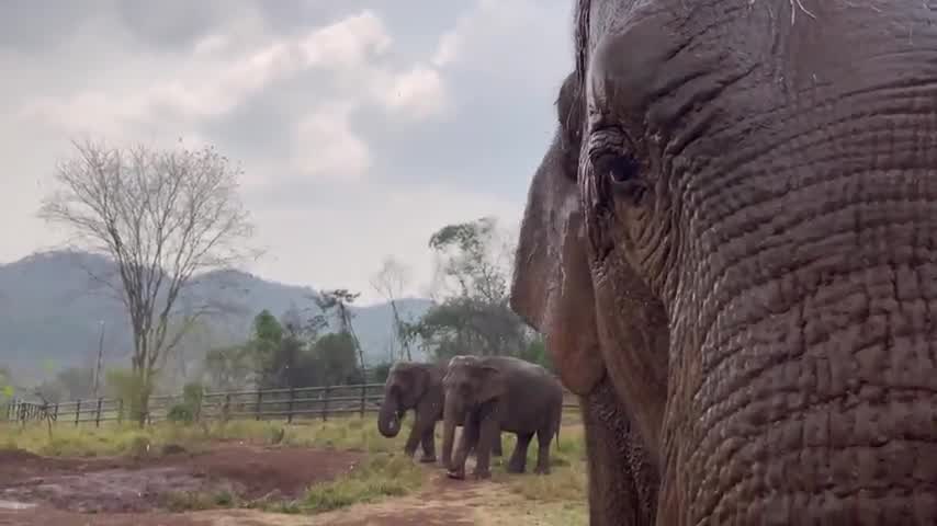 Elephants Giving Birth