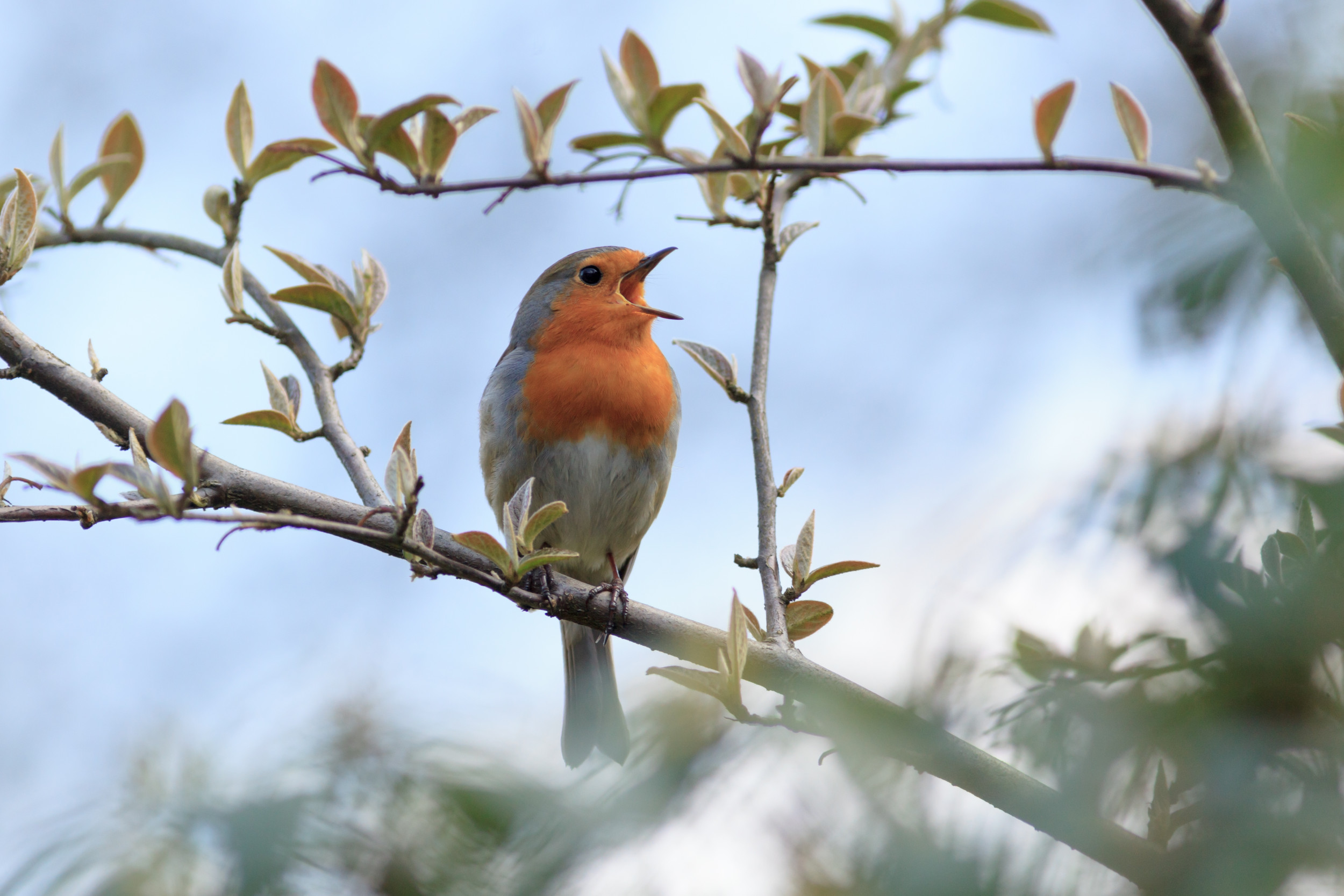 Listening to Birds Reduces Anxiety and Paranoia: Study - Newsweek