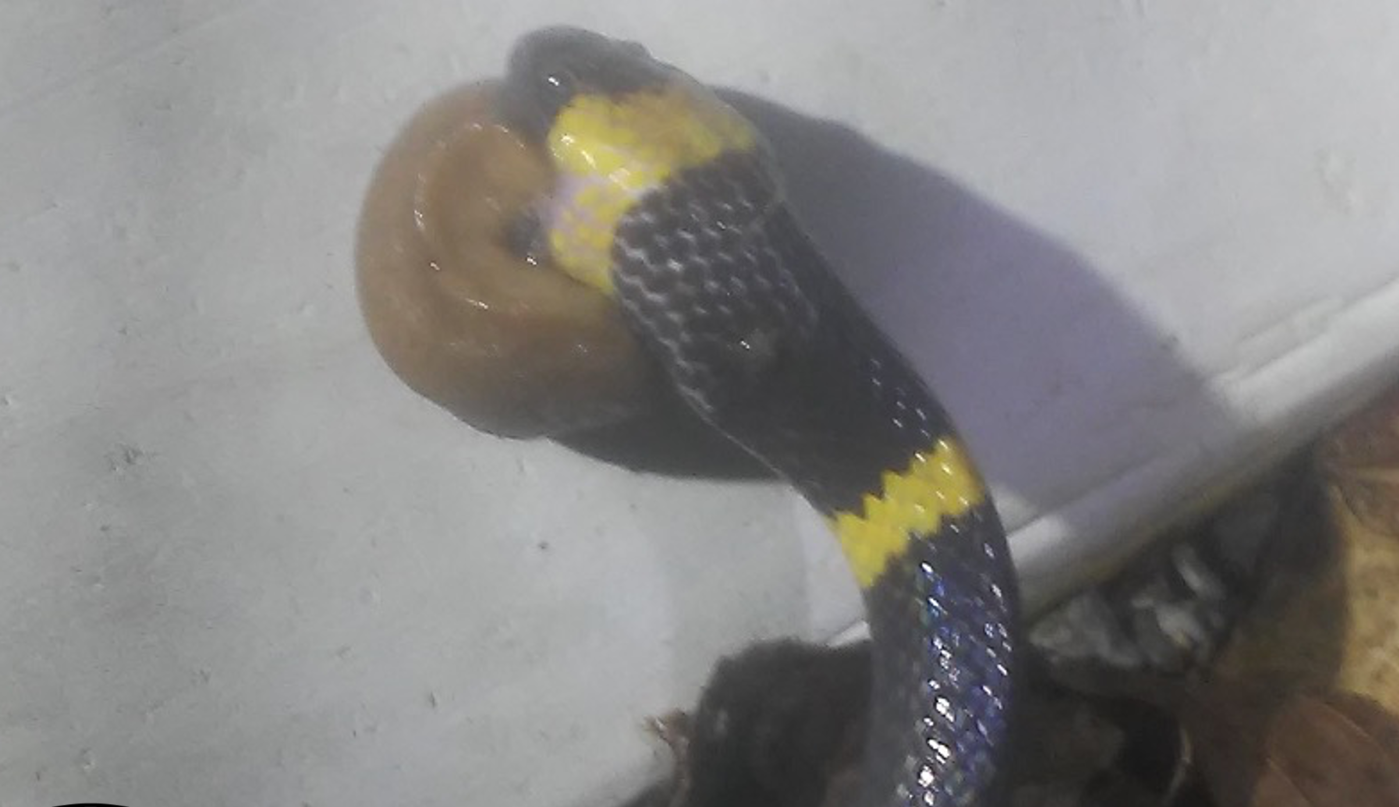 Slug-Eating Snake Seen Feasting on Invasive Carrier of Rat Lungworm ...