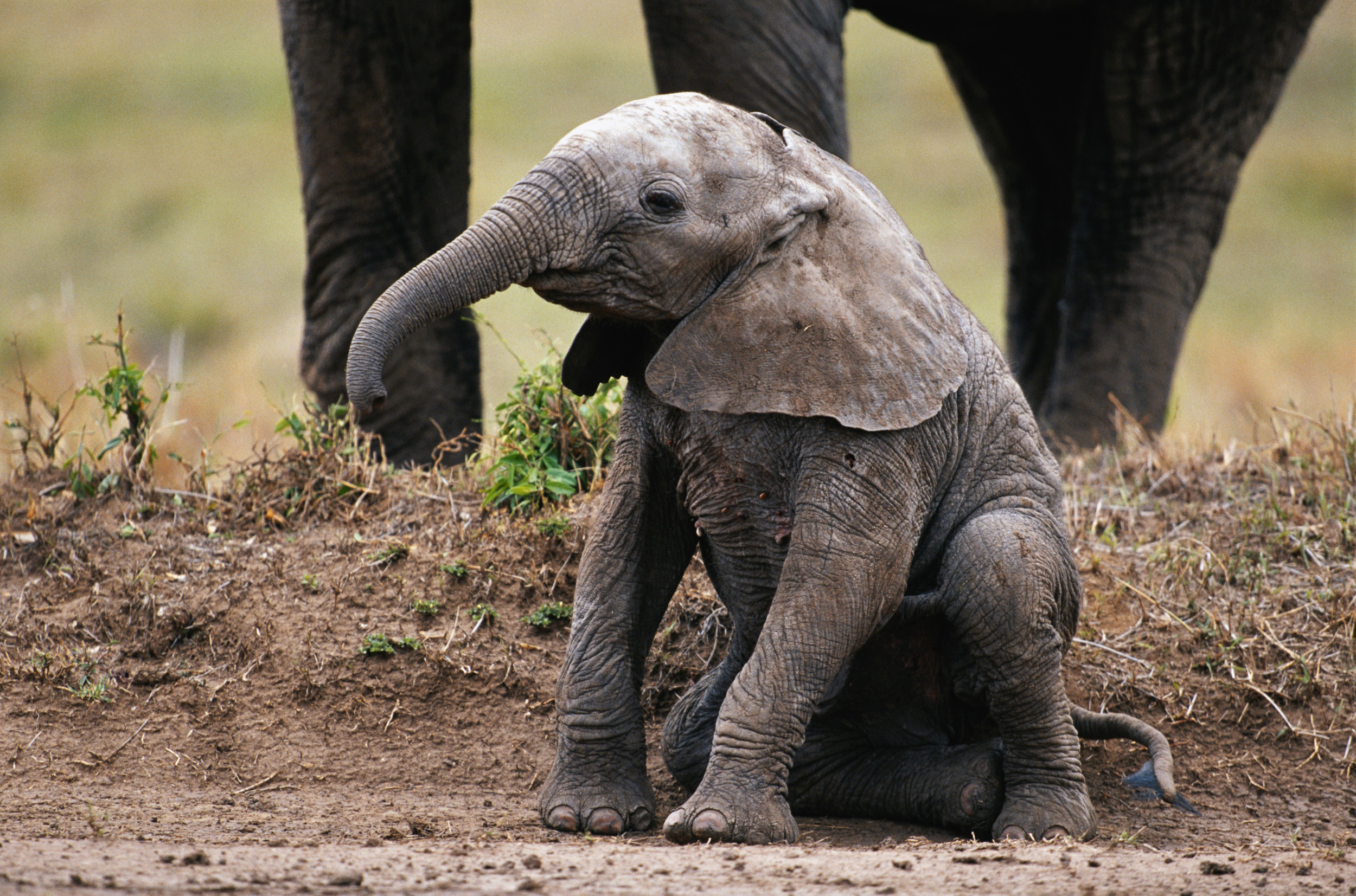 Elephant Filmed Giving Birth In Wild In Incredibly Rare Footage Elephant Filmed Giving Birth In Wild In Incredibly Rare Footage