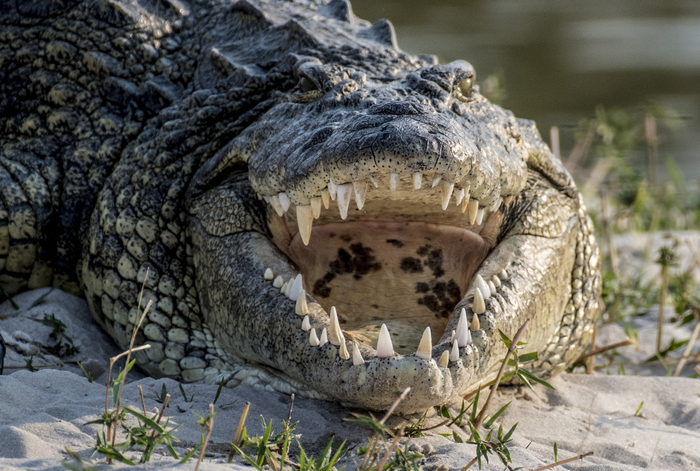 Man Fights Crocodile With Knife As It Held His Friend s Head In Its Jaws Man Fights Crocodile With Knife As It Held His Friend s Head In Its Jaws
