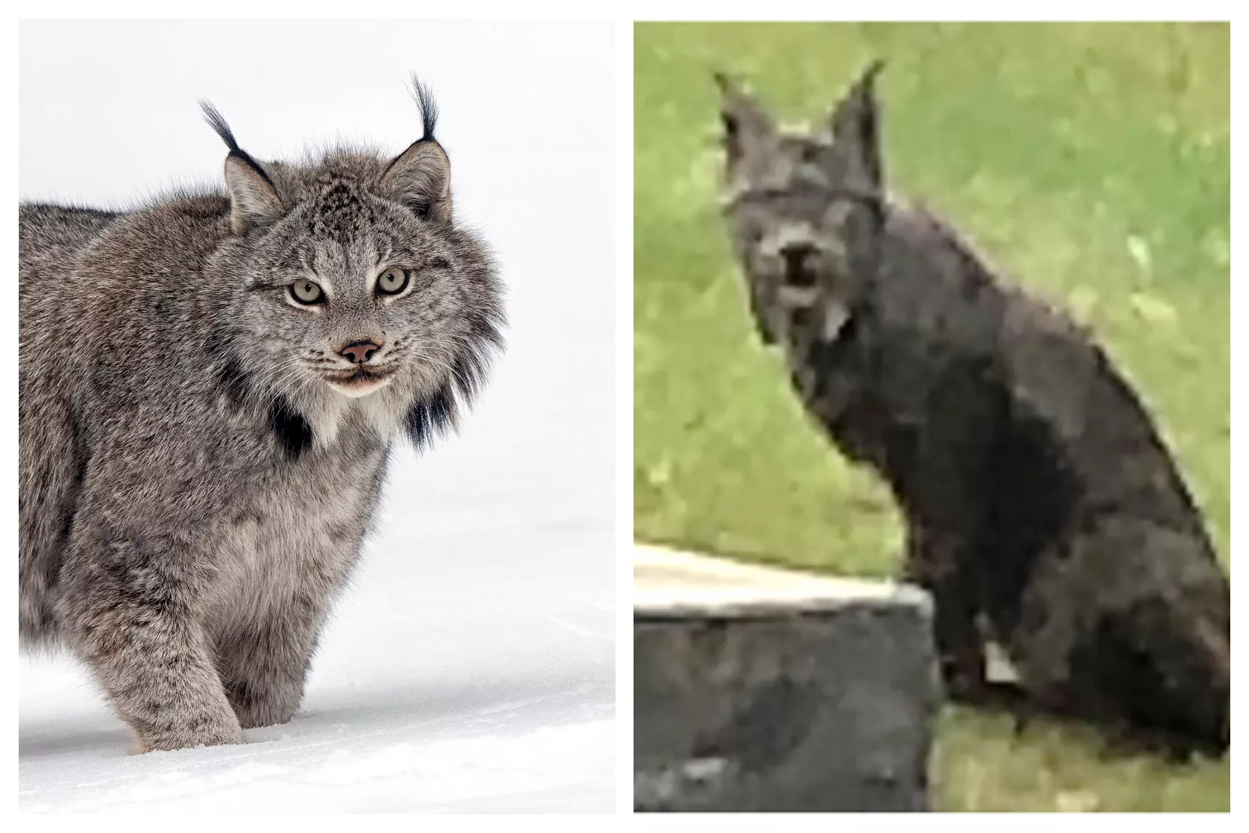 Black Lynx Animals Canada Lynx | Lincoln Park Zoo