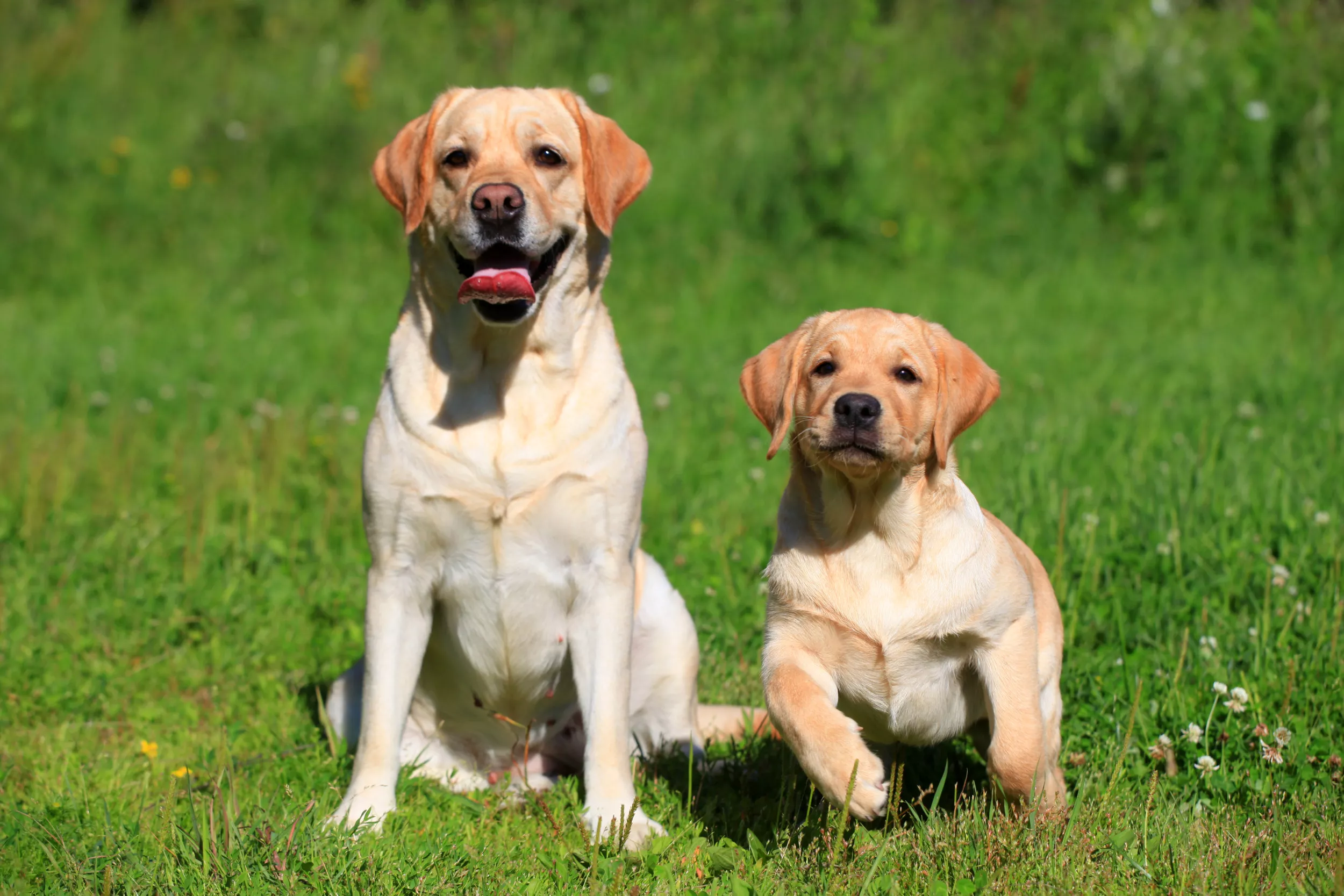 The Ultimate Labrador Puppy Growth Chart And FAQ, 56% OFF