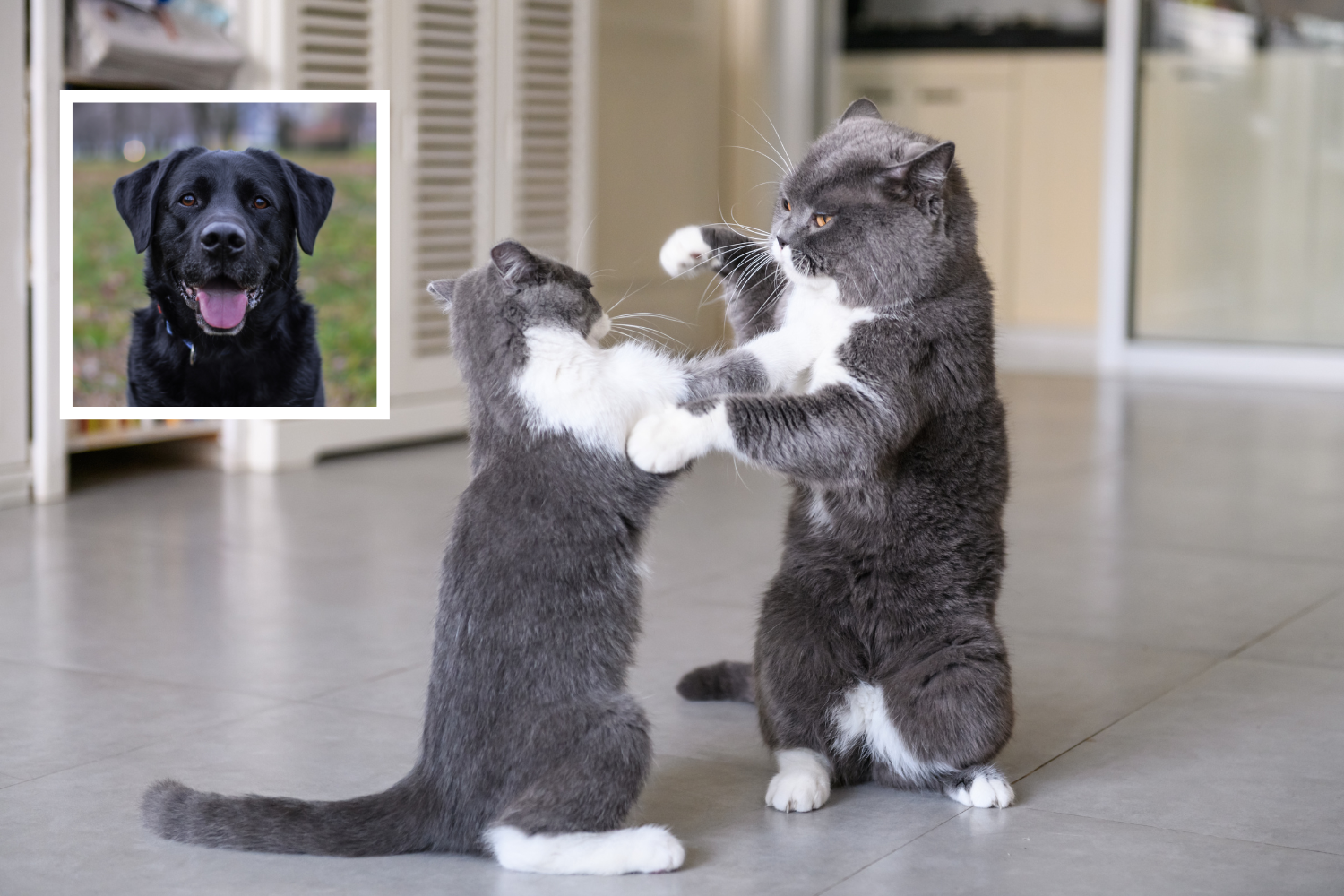 Ring Camera Captures Dog Breaking Up Cat Fight Mom Mode Newsweek Ring Camera Captures Dog Breaking Up Cat Fight Mom Mode Newsweek