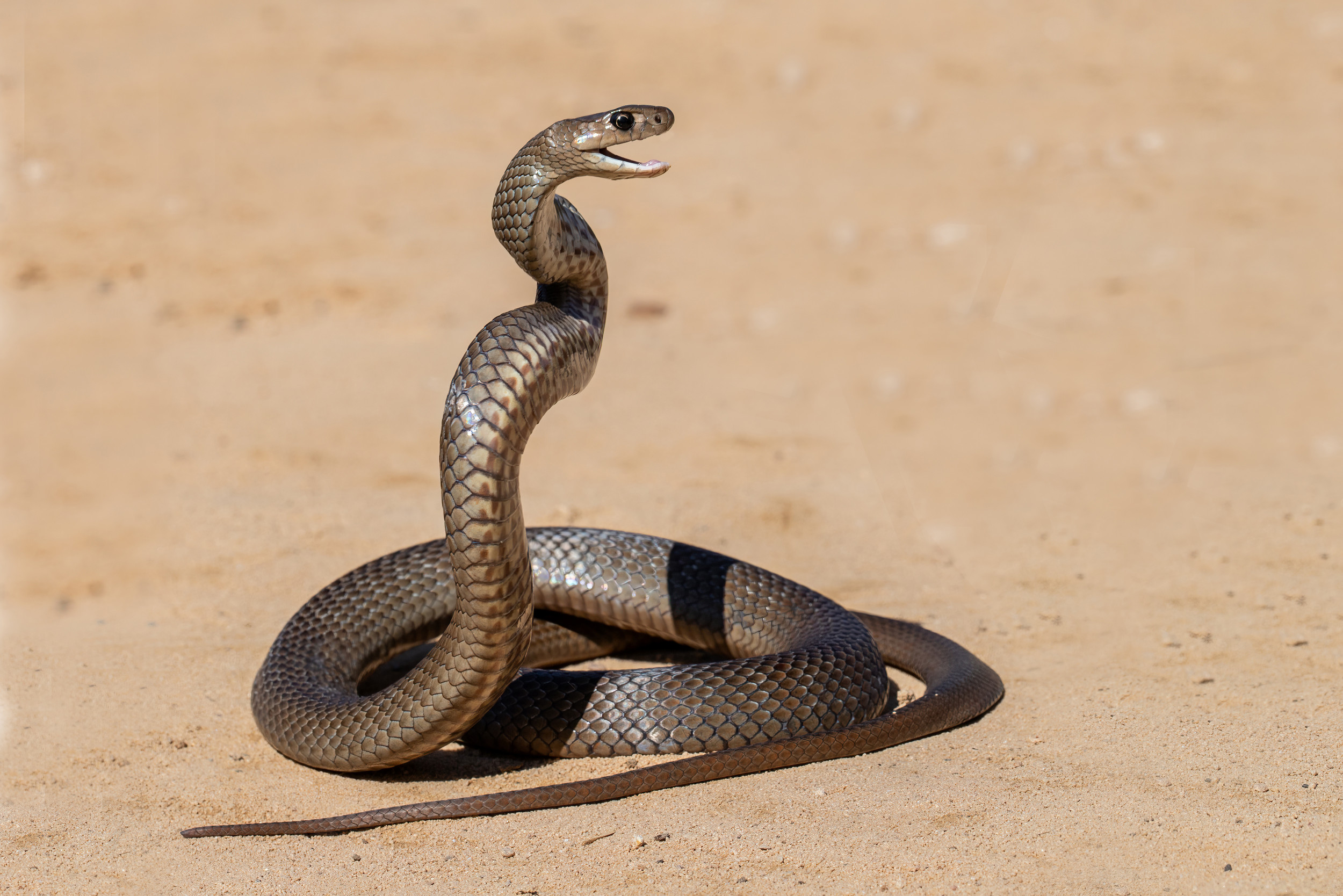 I Just Screamed Mom Saves Toddler From Deadly Snake Preparing To I Just Screamed Mom Saves Toddler From Deadly Snake Preparing To