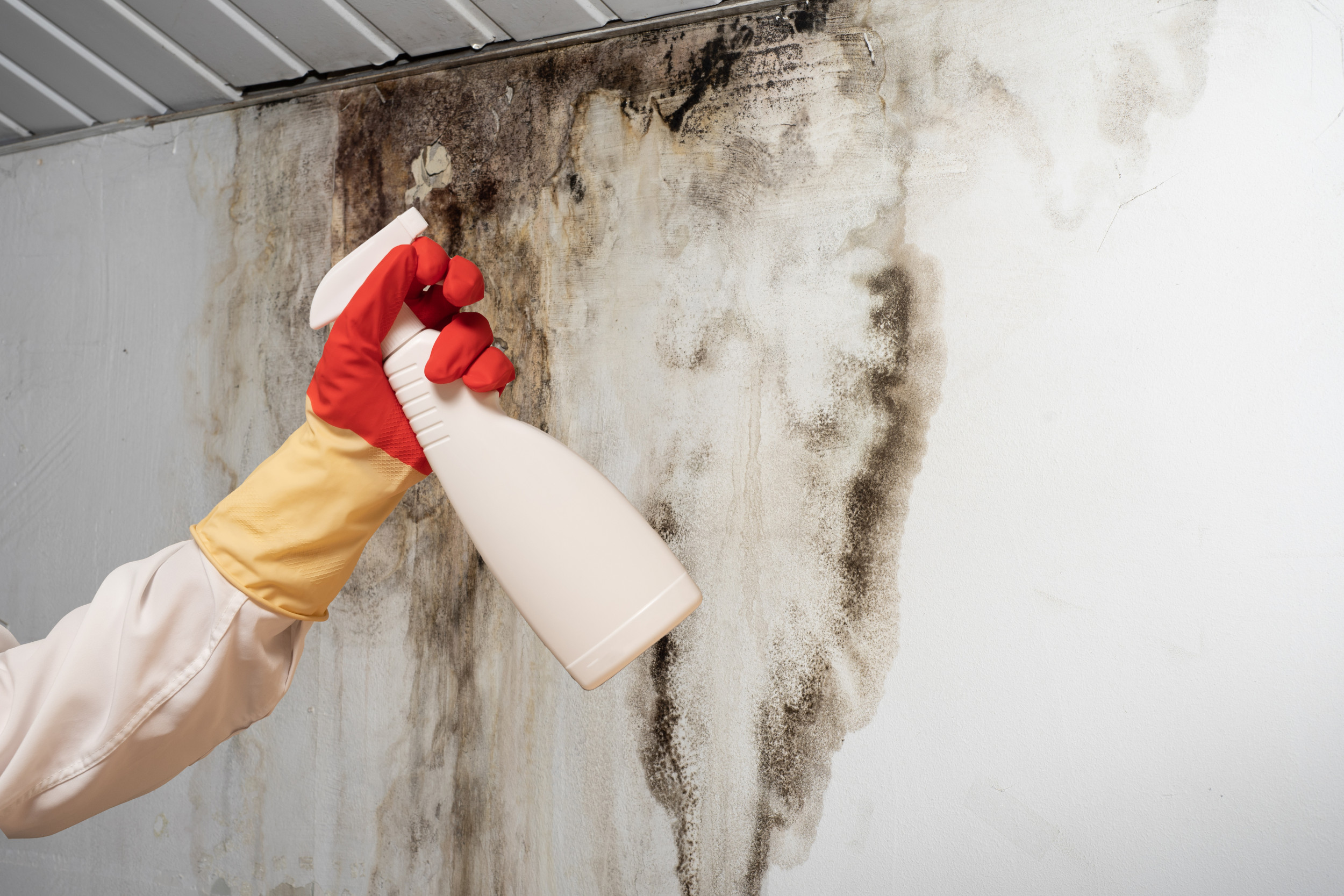Black Mold