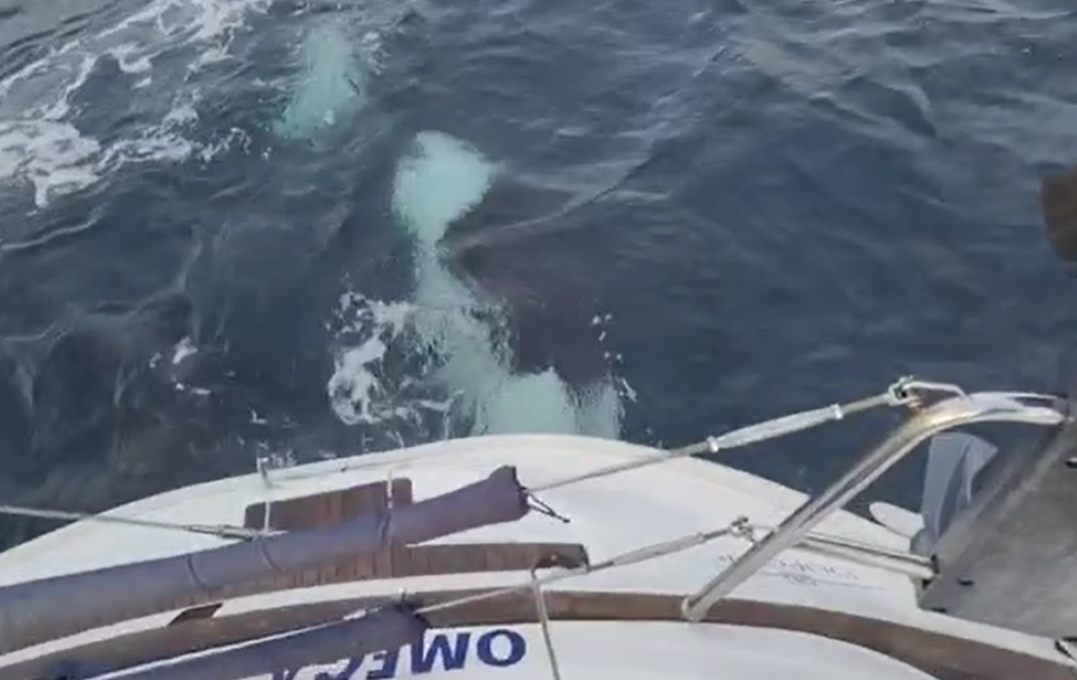 Scientists Say One Thing Might Stop Orca Attacking Boats - Newsweek