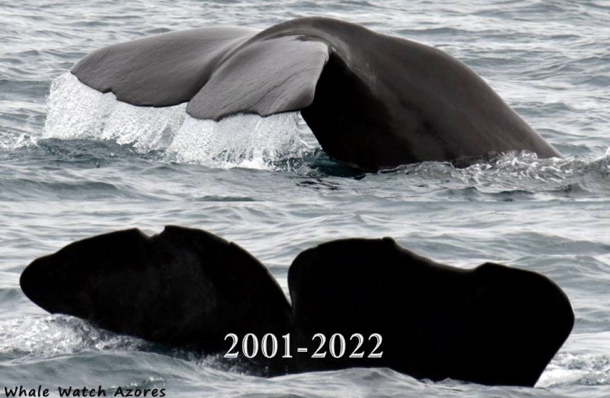 Albino Sperm Whale 2022