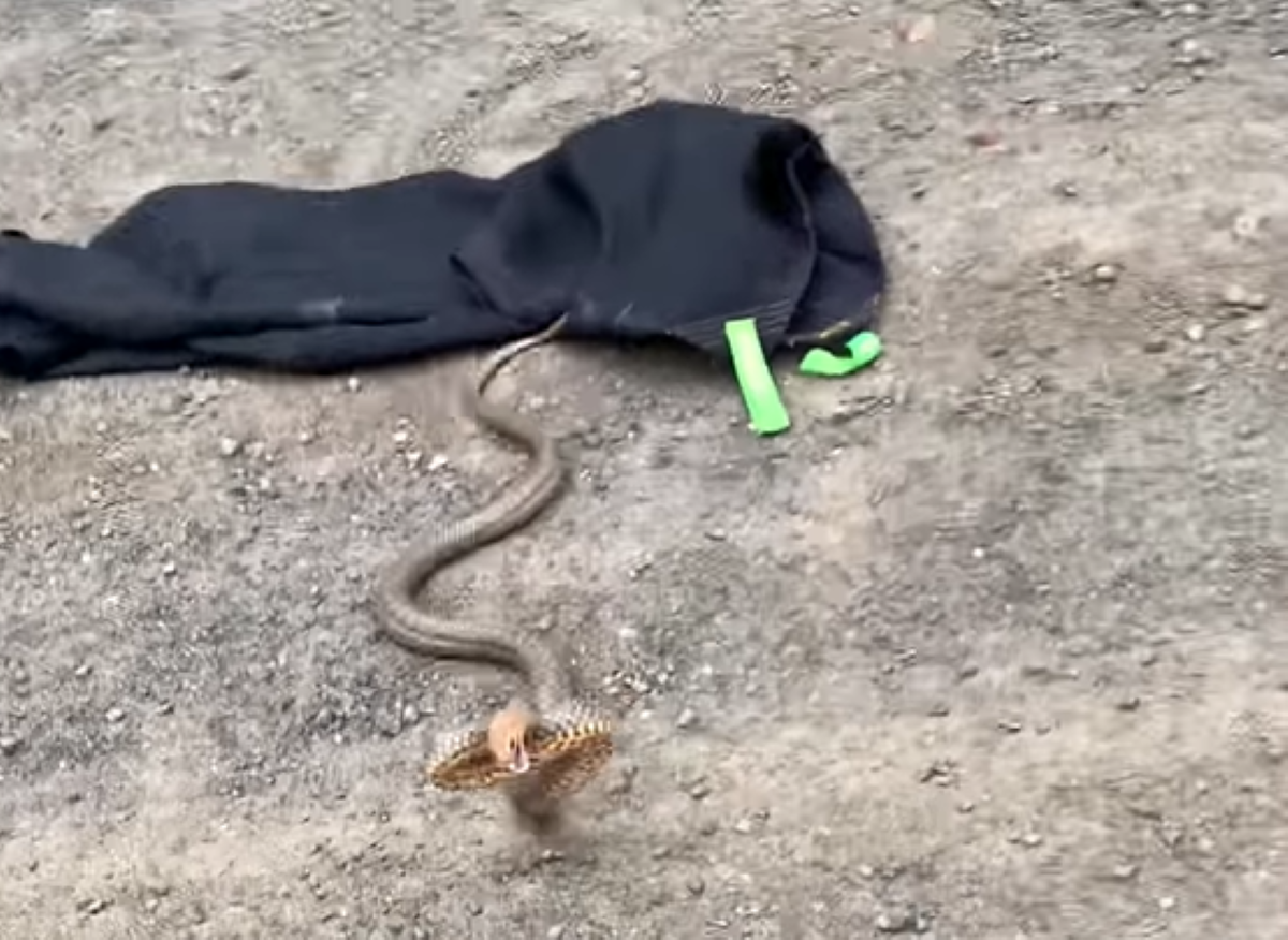 Huge Deadly Snake Comes at Man in 'Incredibly Rare' Defensive Move ...