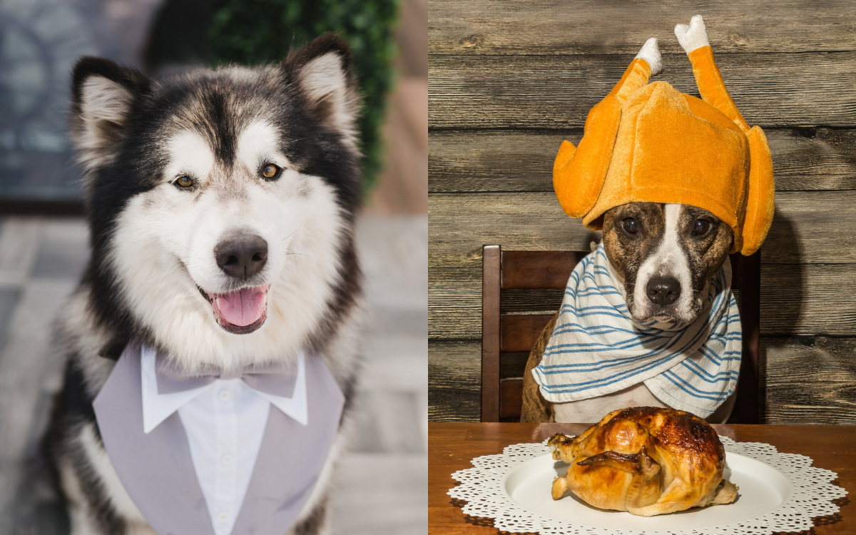 Huskies Host 'Dogsgiving' Meal for Their Canine Friends in Adorable ...
