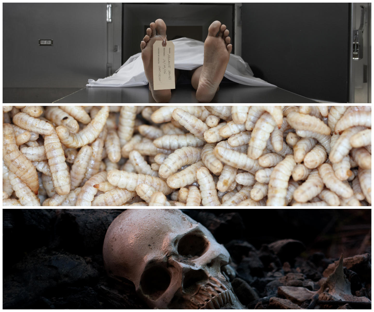 The Body After Death Howstuffworks Vrogue co The Body After Death Howstuffworks Vrogue co