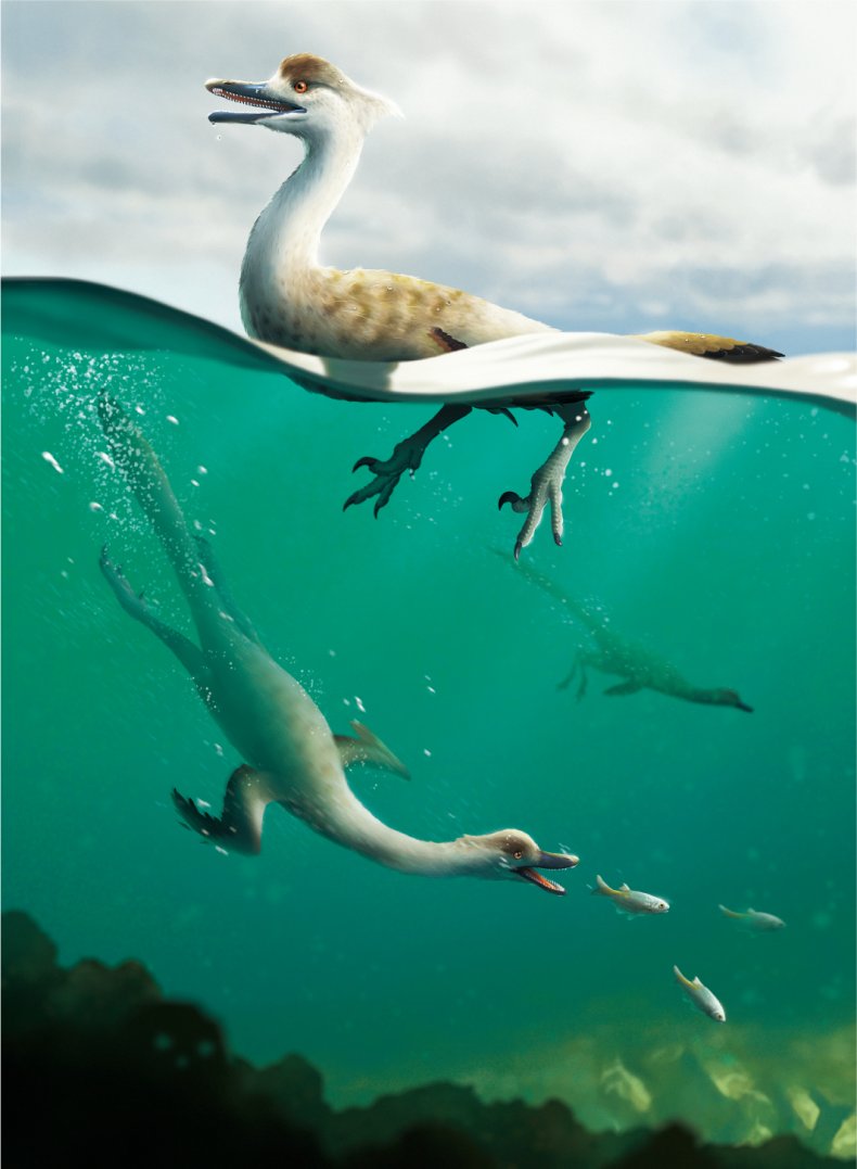 Dinosaur That Looked Like Penguin-Goose Mix With Too Many Teeth Discovered Dinosaur That Looked Like Penguin-Goose Mix With Too Many Teeth Discovered