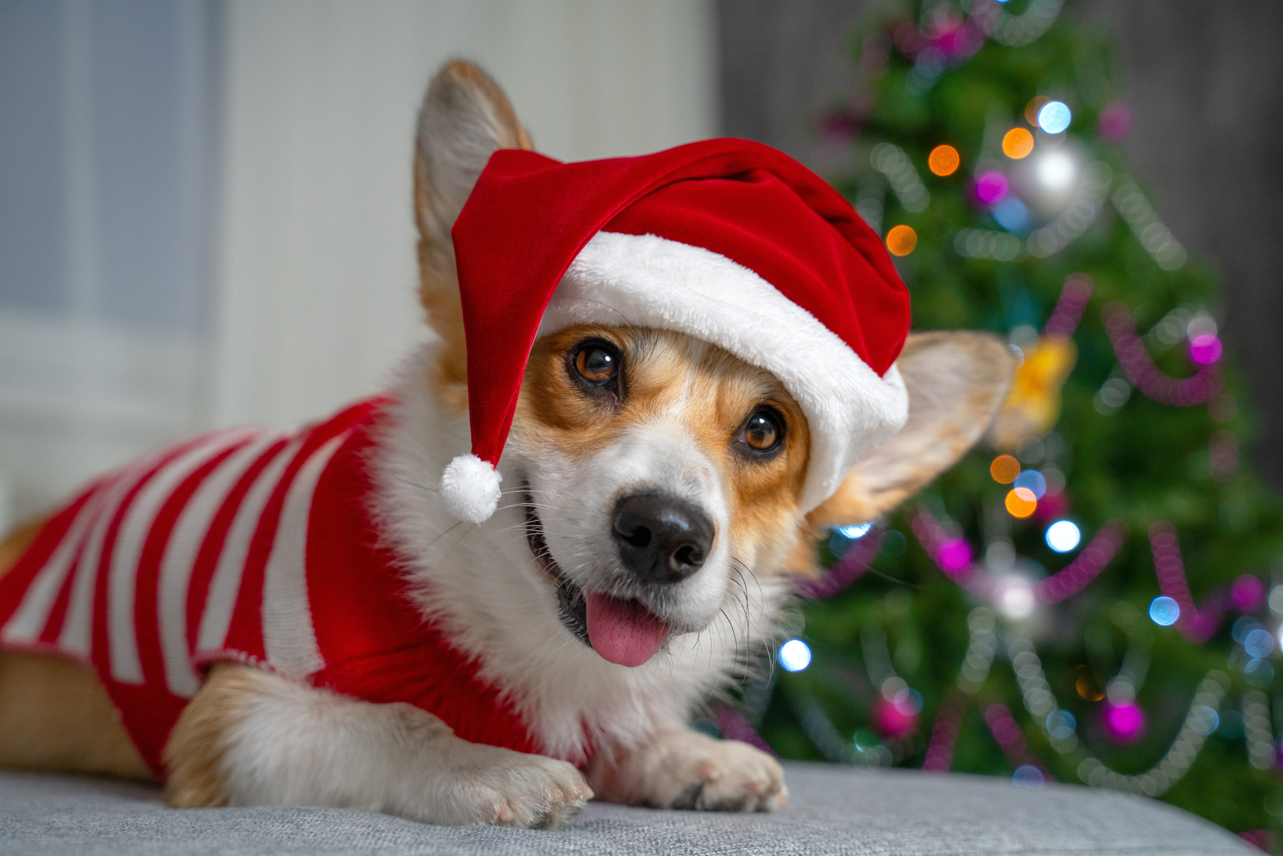 Obsessed Corgi Dancing With Christmas Toy Delights Internet Newsweek