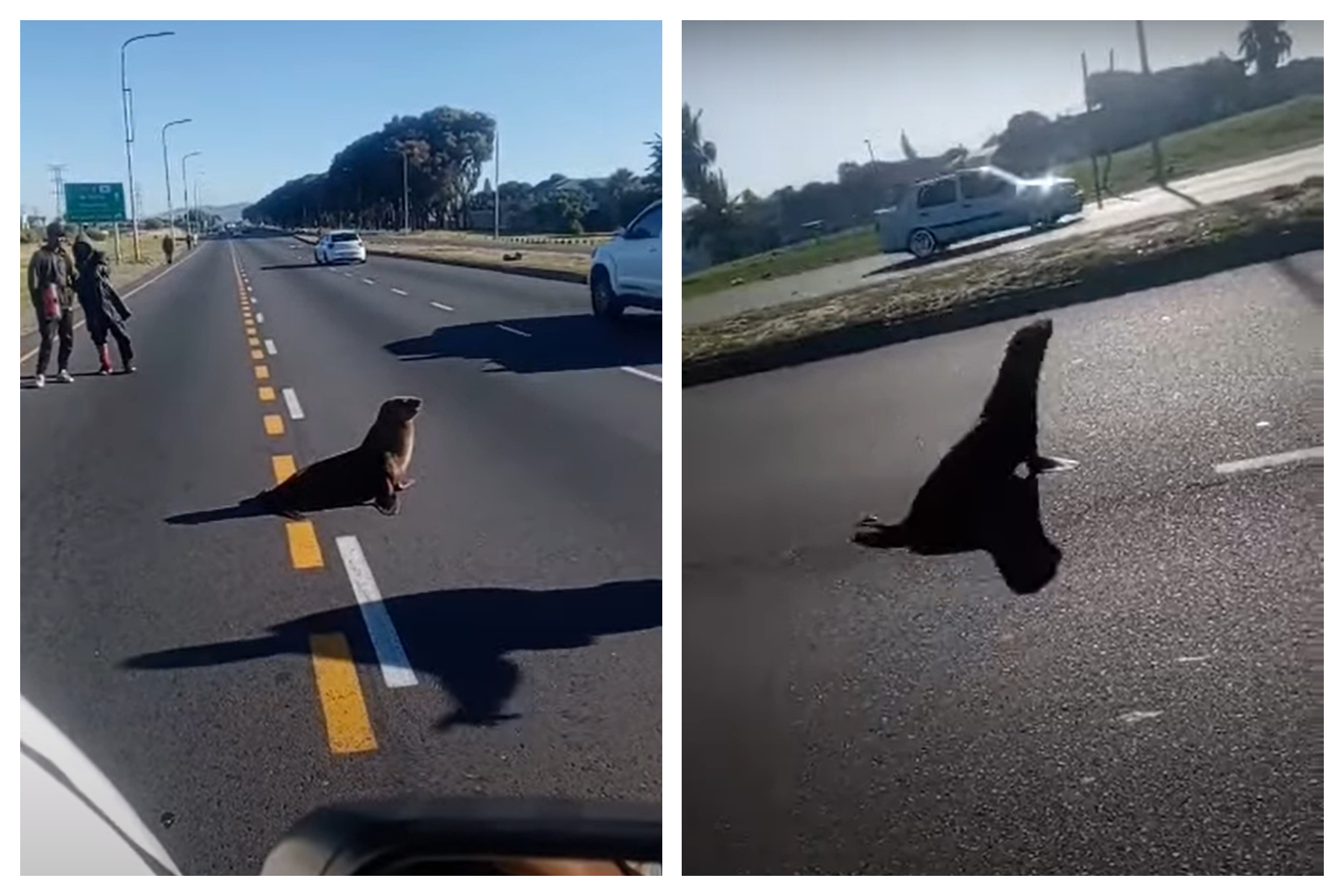 Watch 'Santa' the Seal Rescued After Running Amok on Busy Highway ...